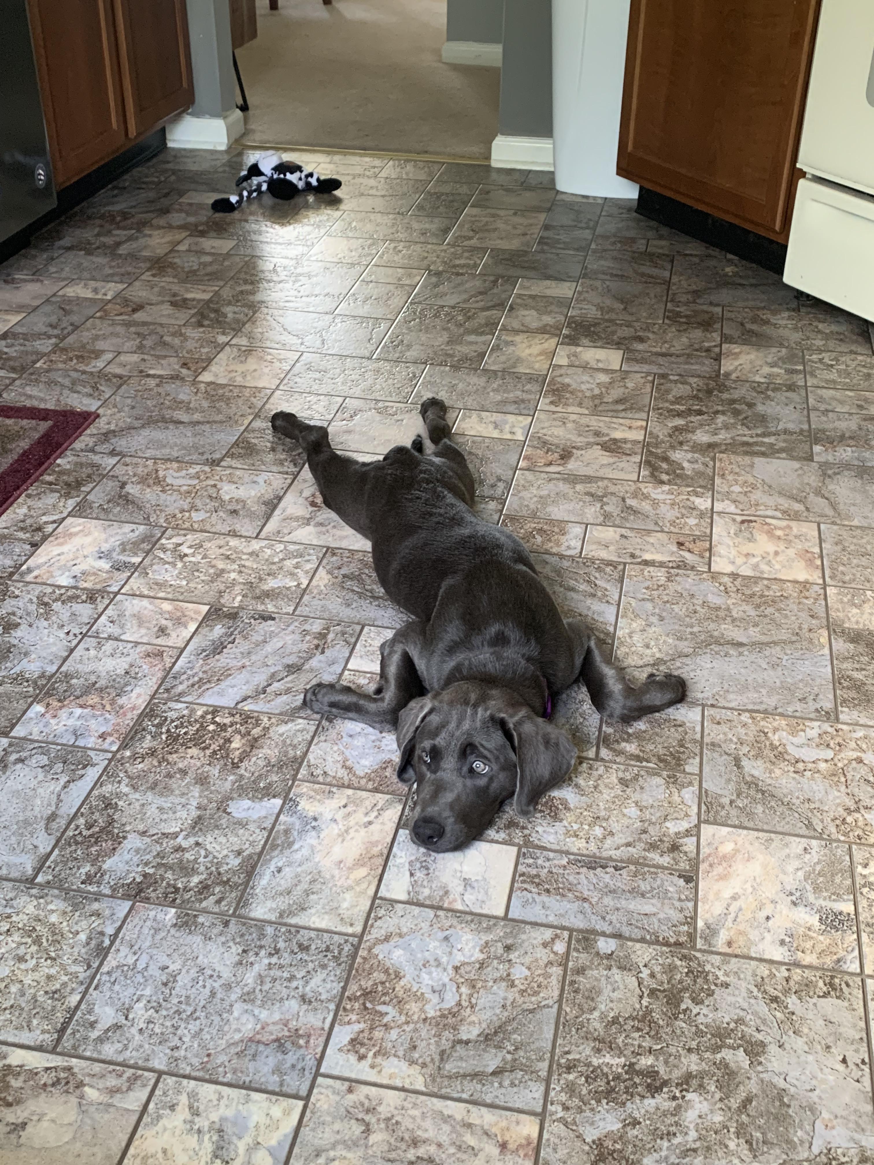Puppy sploot | Scrolller