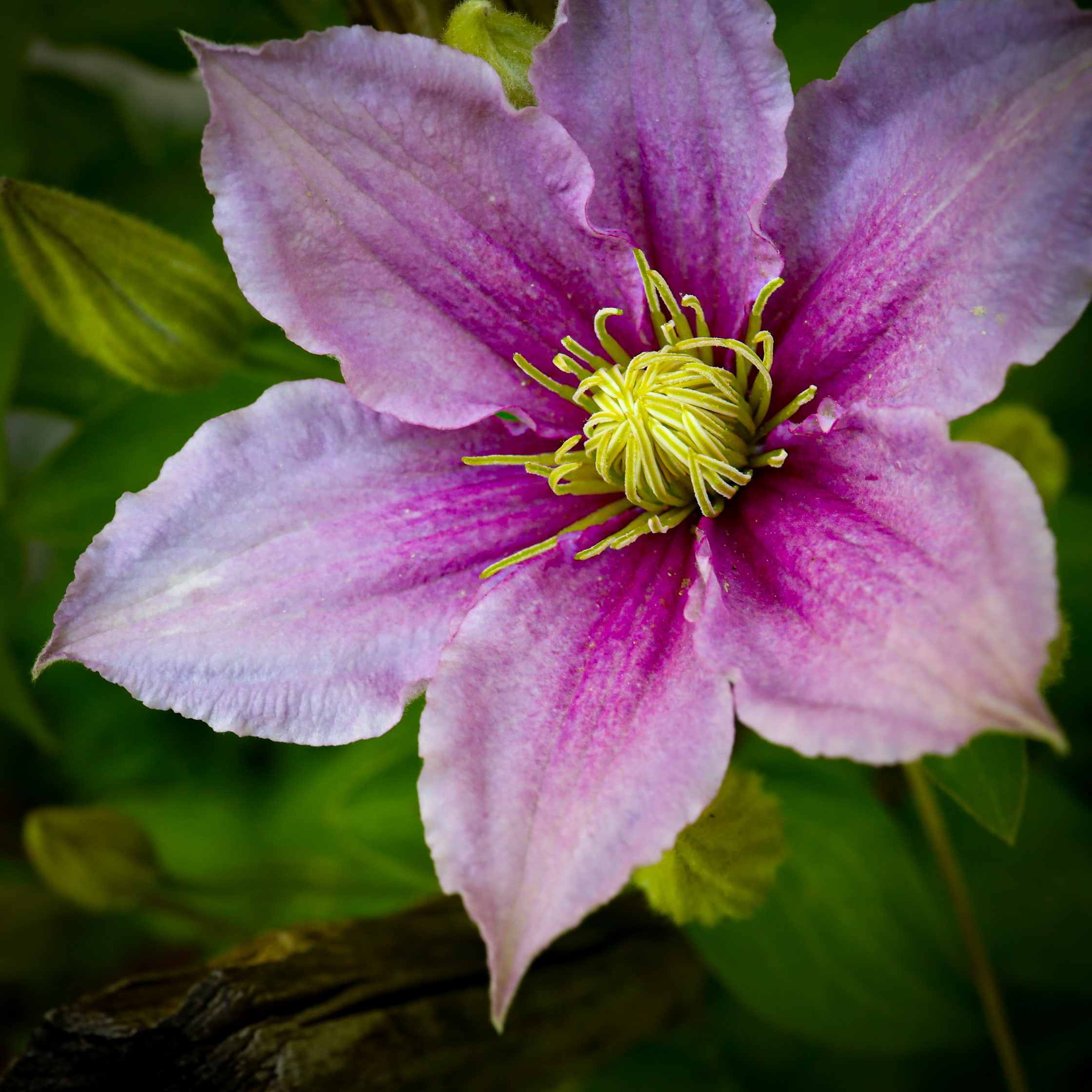 purple clematis | Scrolller