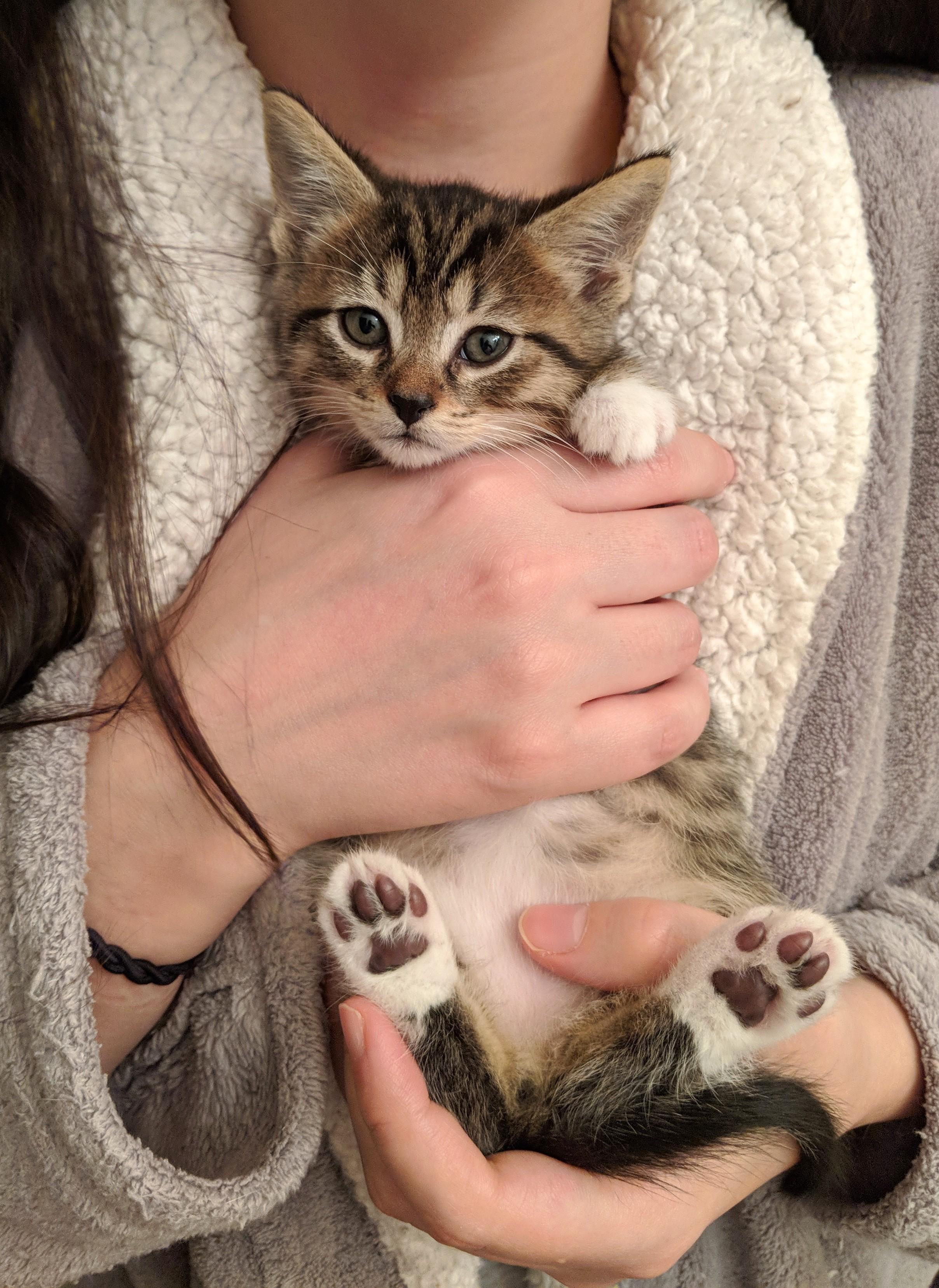 Purrfect jelly beans on tiny little SOCKS! | Scrolller