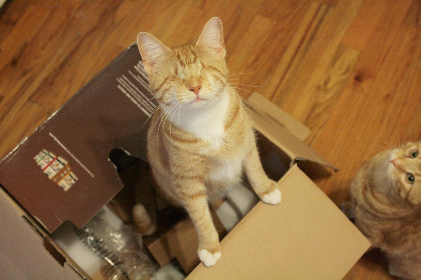 Purrfect Packaging | Scrolller