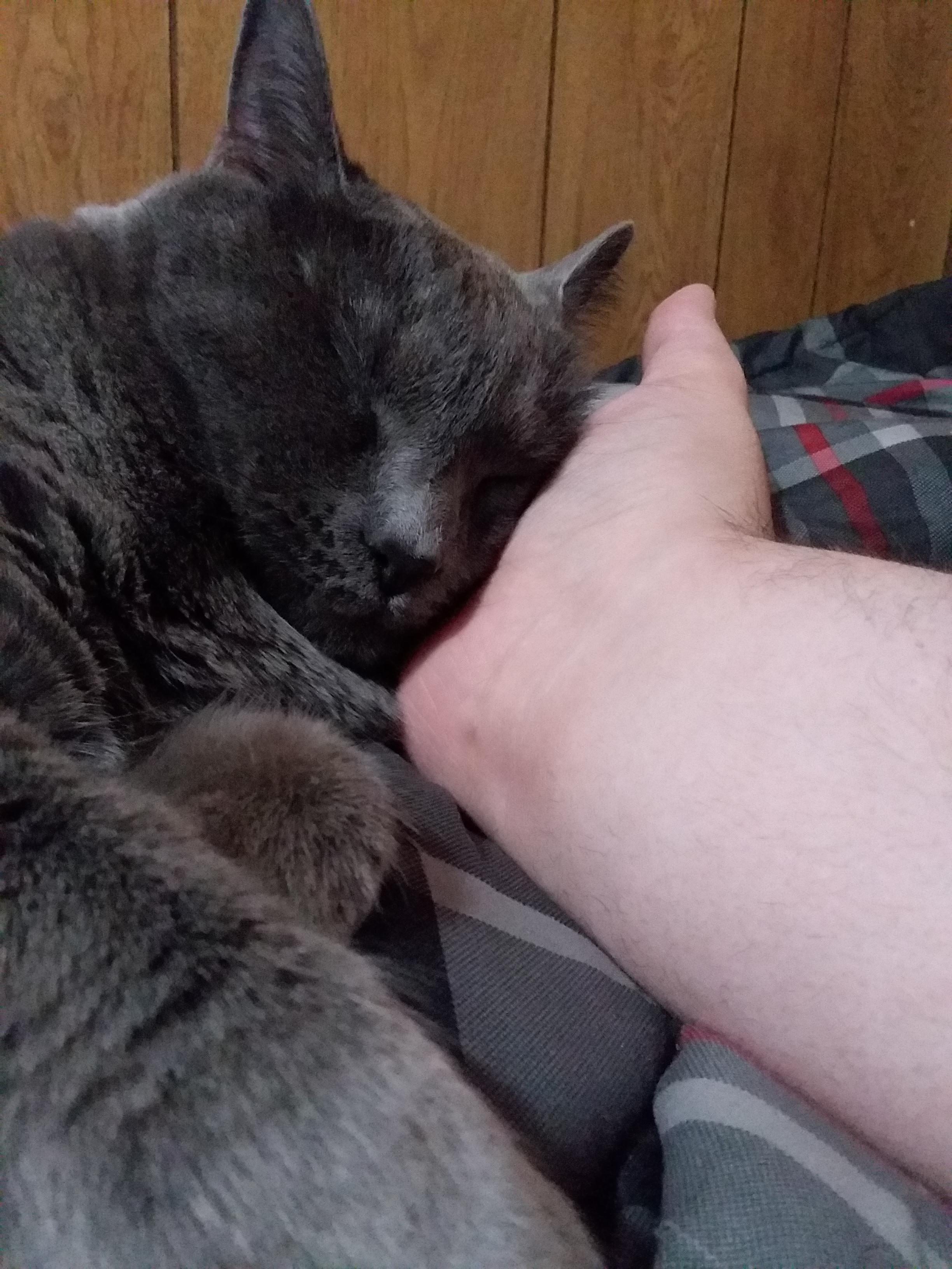 Purring herself to sleep in the palm of my hand | Scrolller
