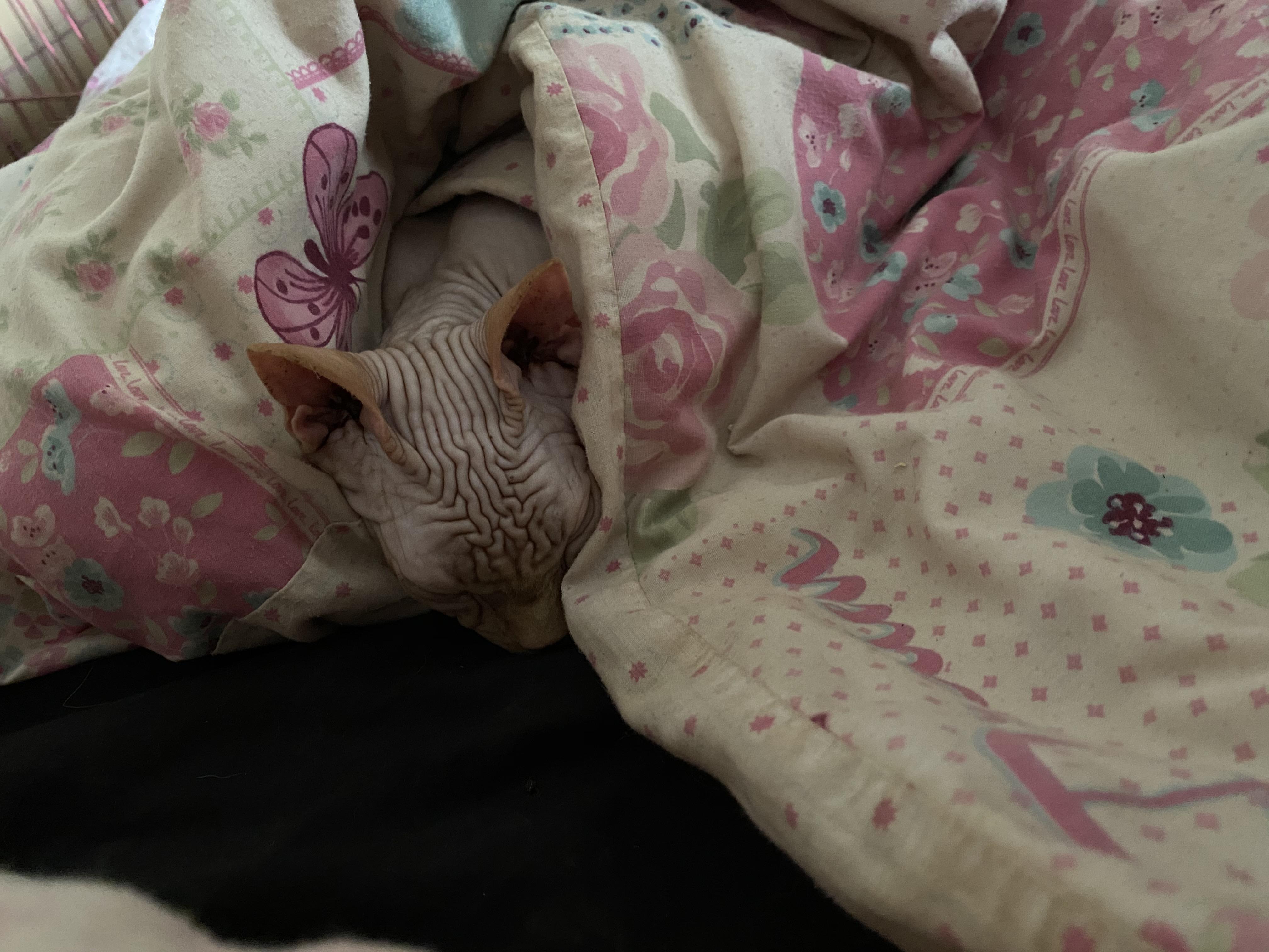 Purrito Sphinx | Scrolller