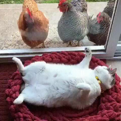 Putting on an X-rated show for window watchers (nsfw) | Scrolller