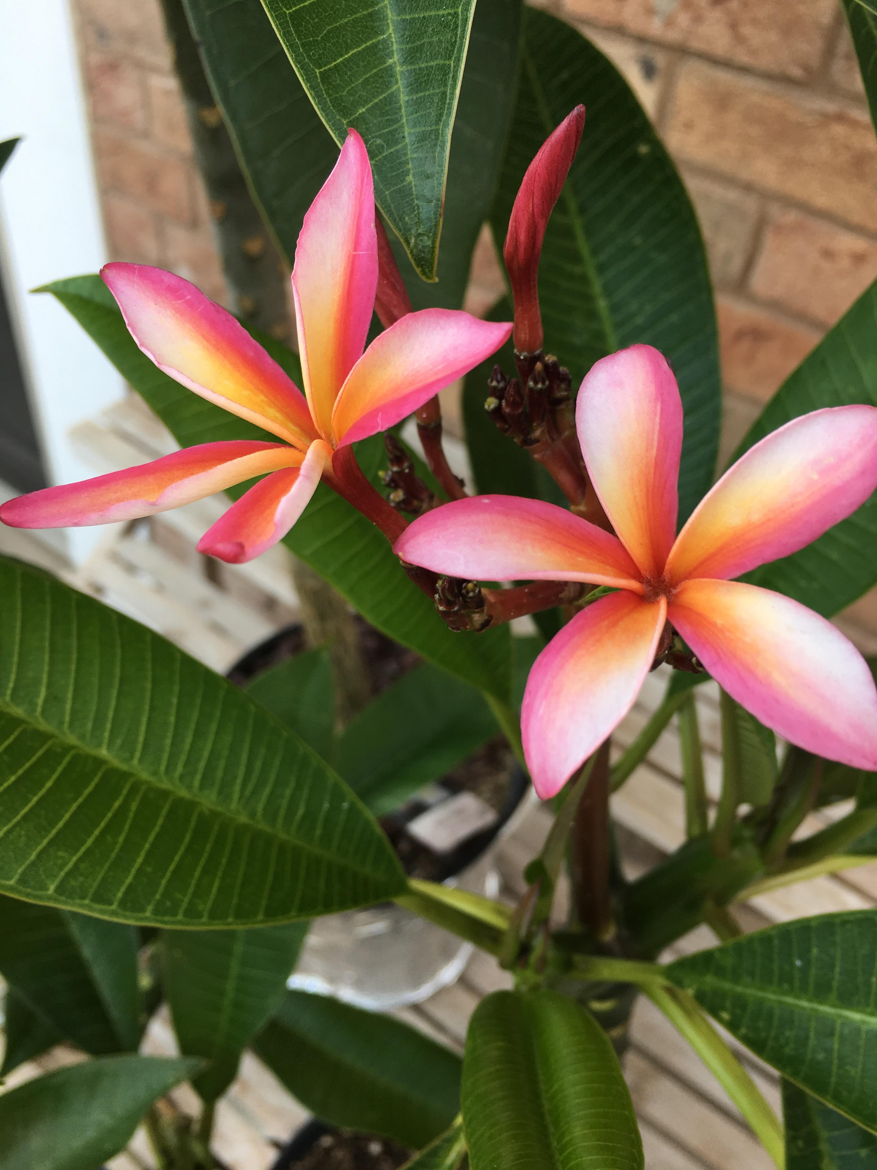 Puu kahea - first blooms :) | Scrolller