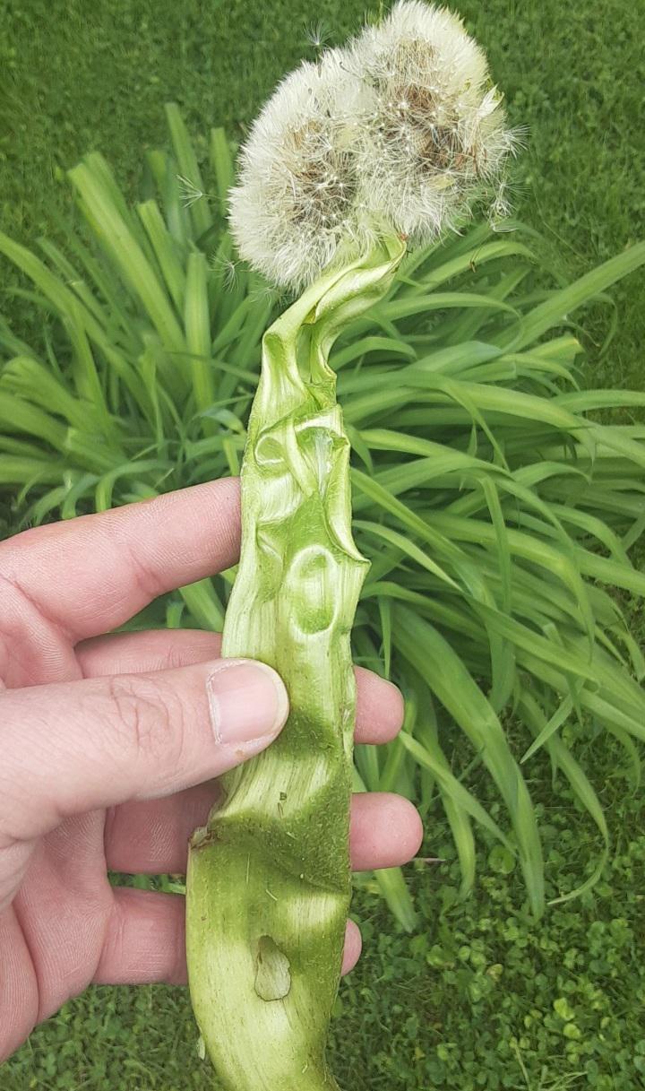 Quad headed dandelion with large stem. | Scrolller