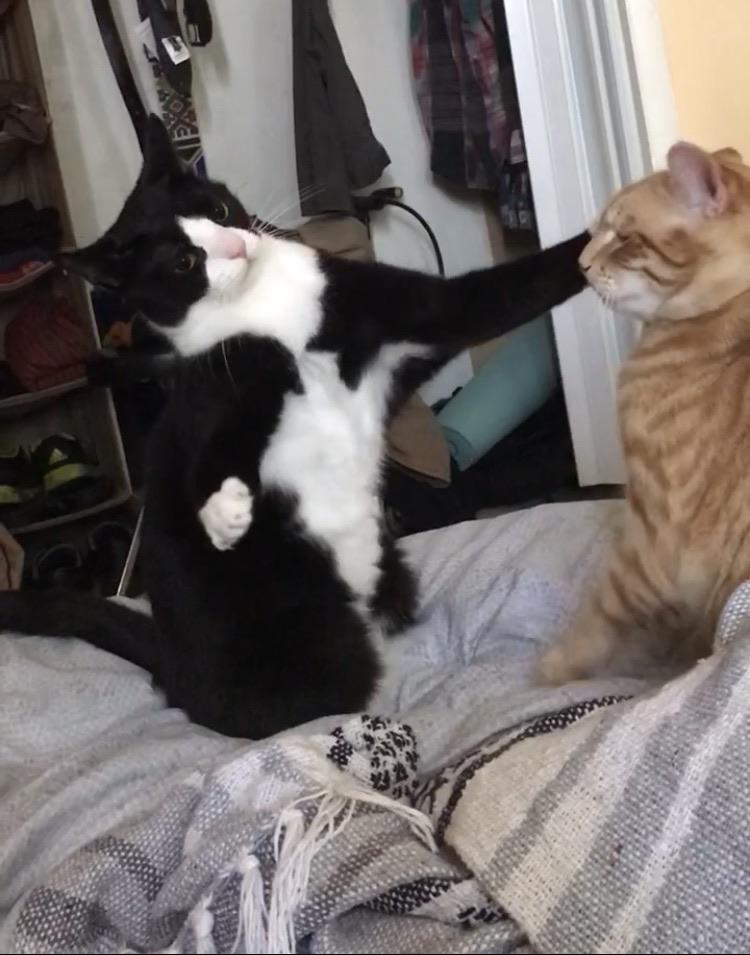 Quarantine day 4 | Scrolller