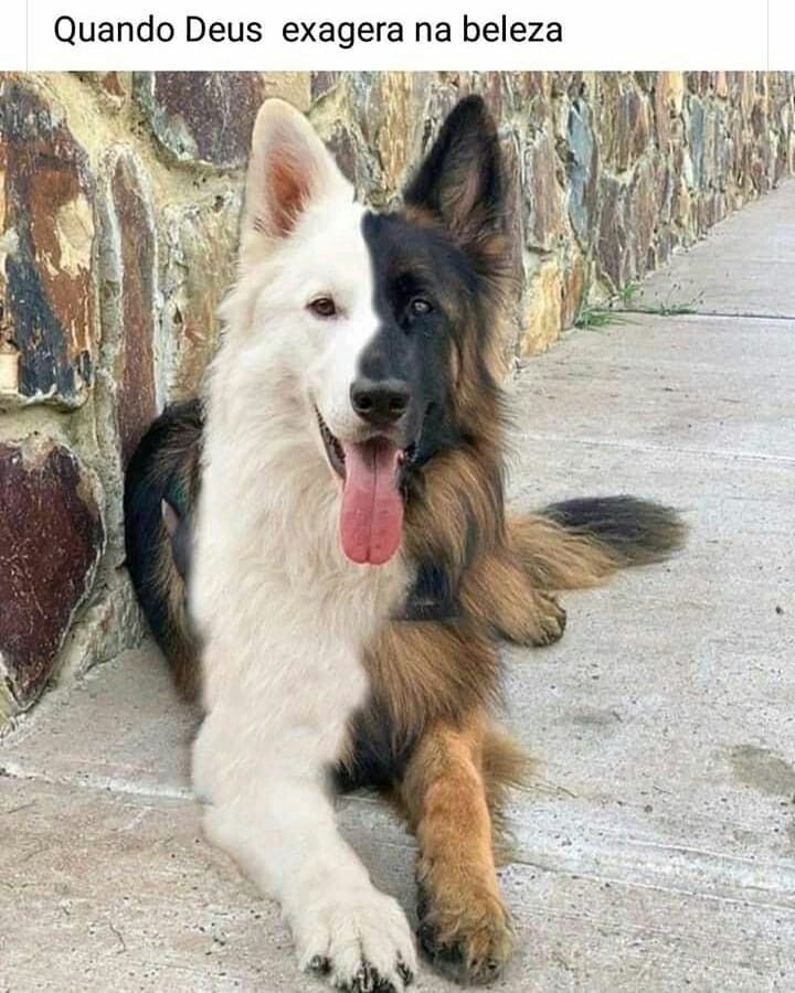 Que cachorro lindo véy | Scrolller