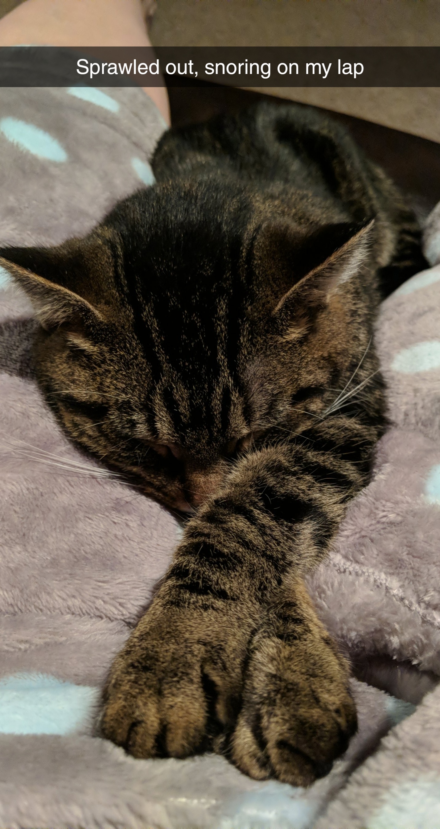 Quietly snoring while sprawled across my lap | Scrolller