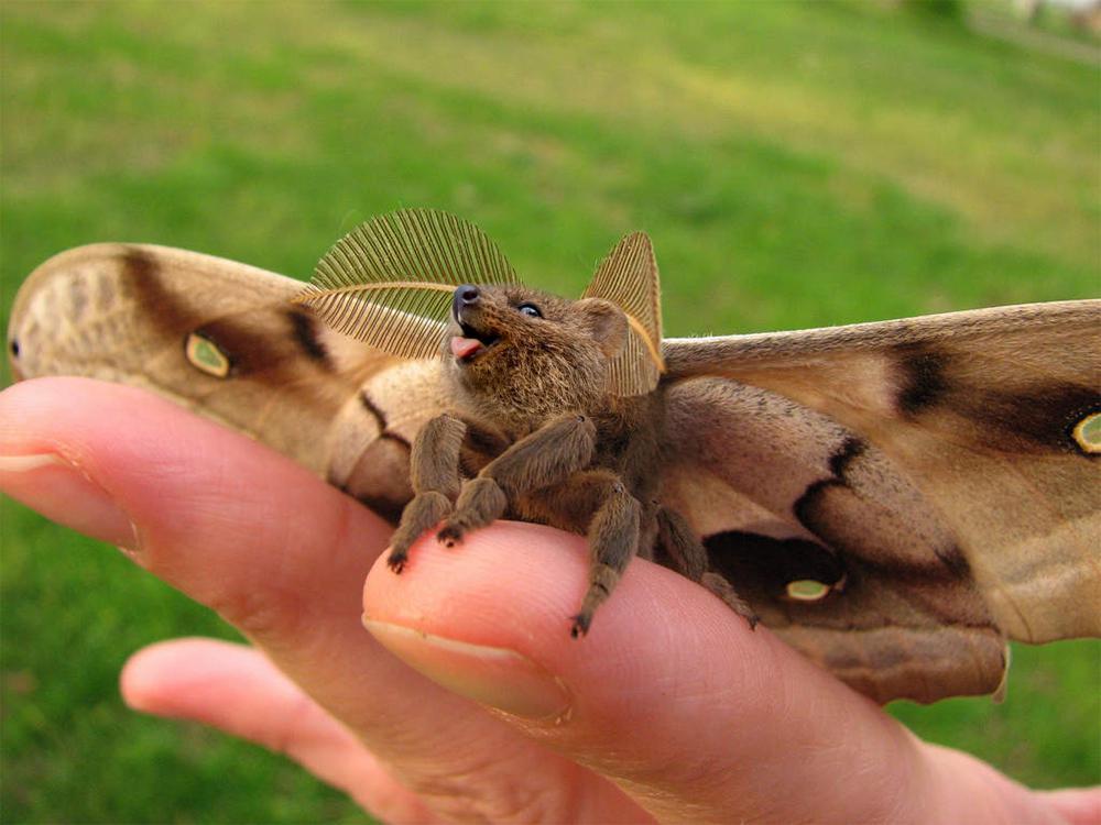 Quokka Moth | Scrolller