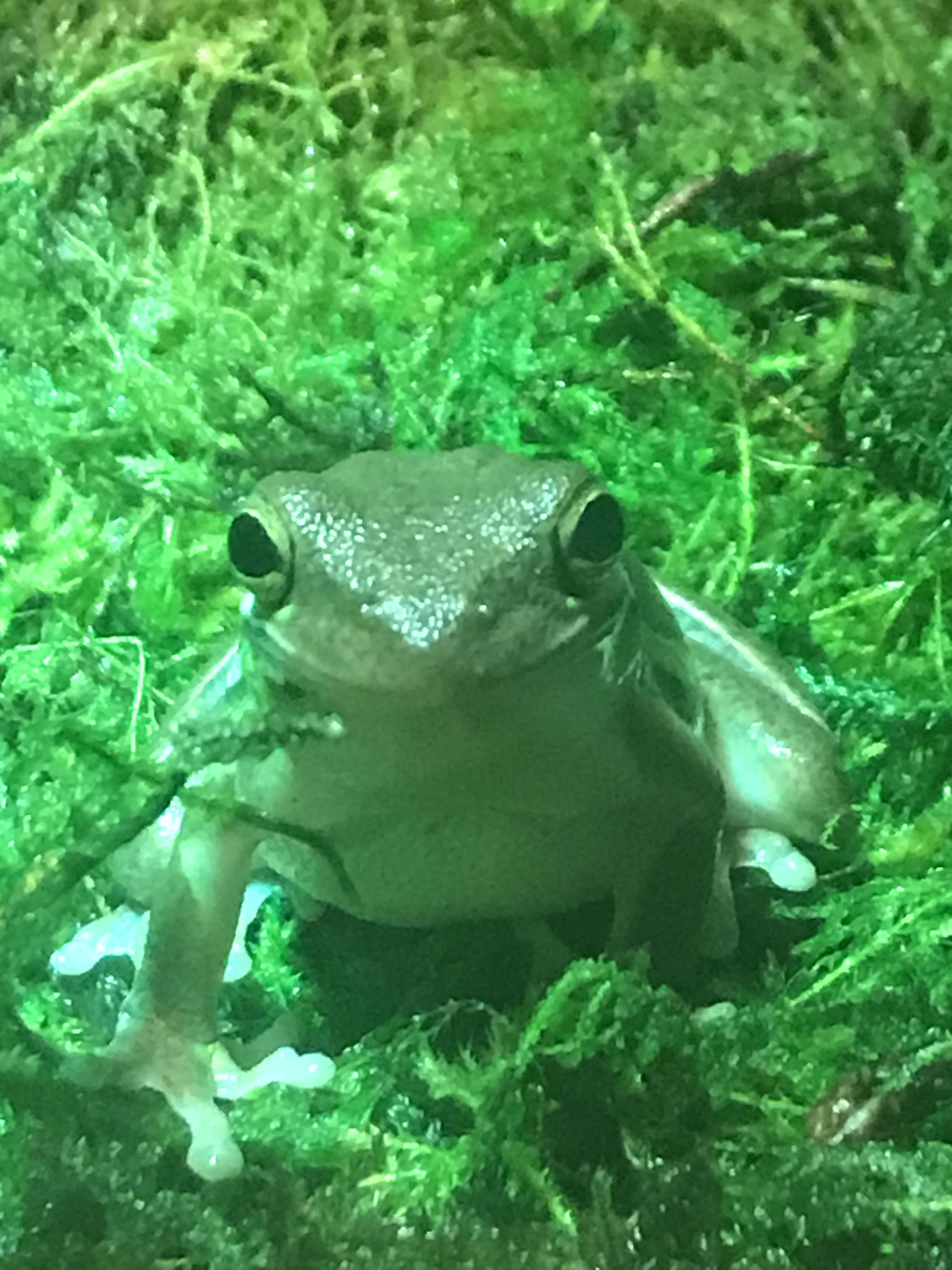 R.I.P my buddy gordo miss ya (2019-2020) | Scrolller