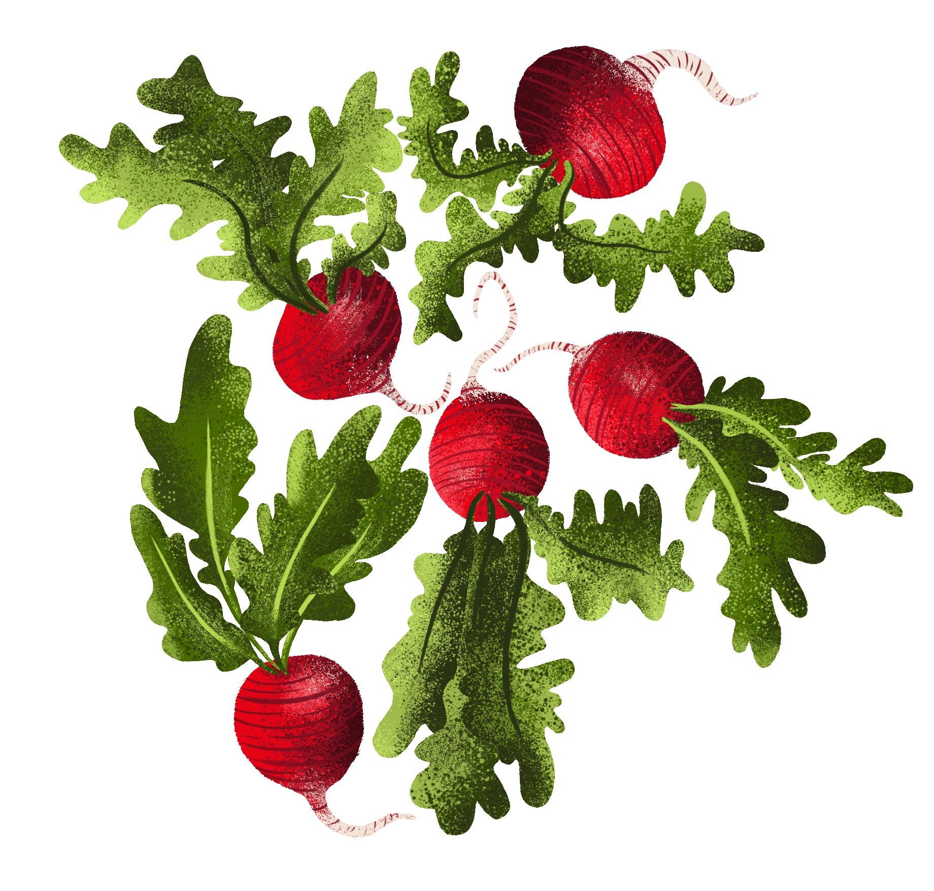 radishes are rad | Scrolller