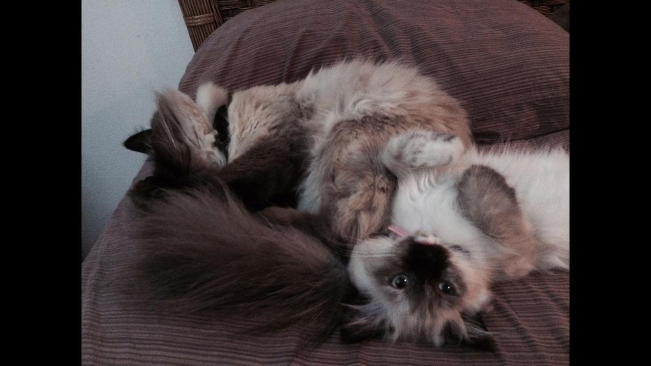 Ragdoll cuteness😻 | Scrolller