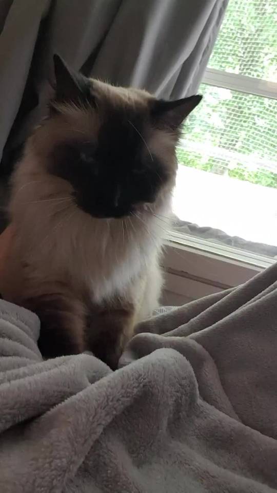 Ragdoll kneader at work | Scrolller