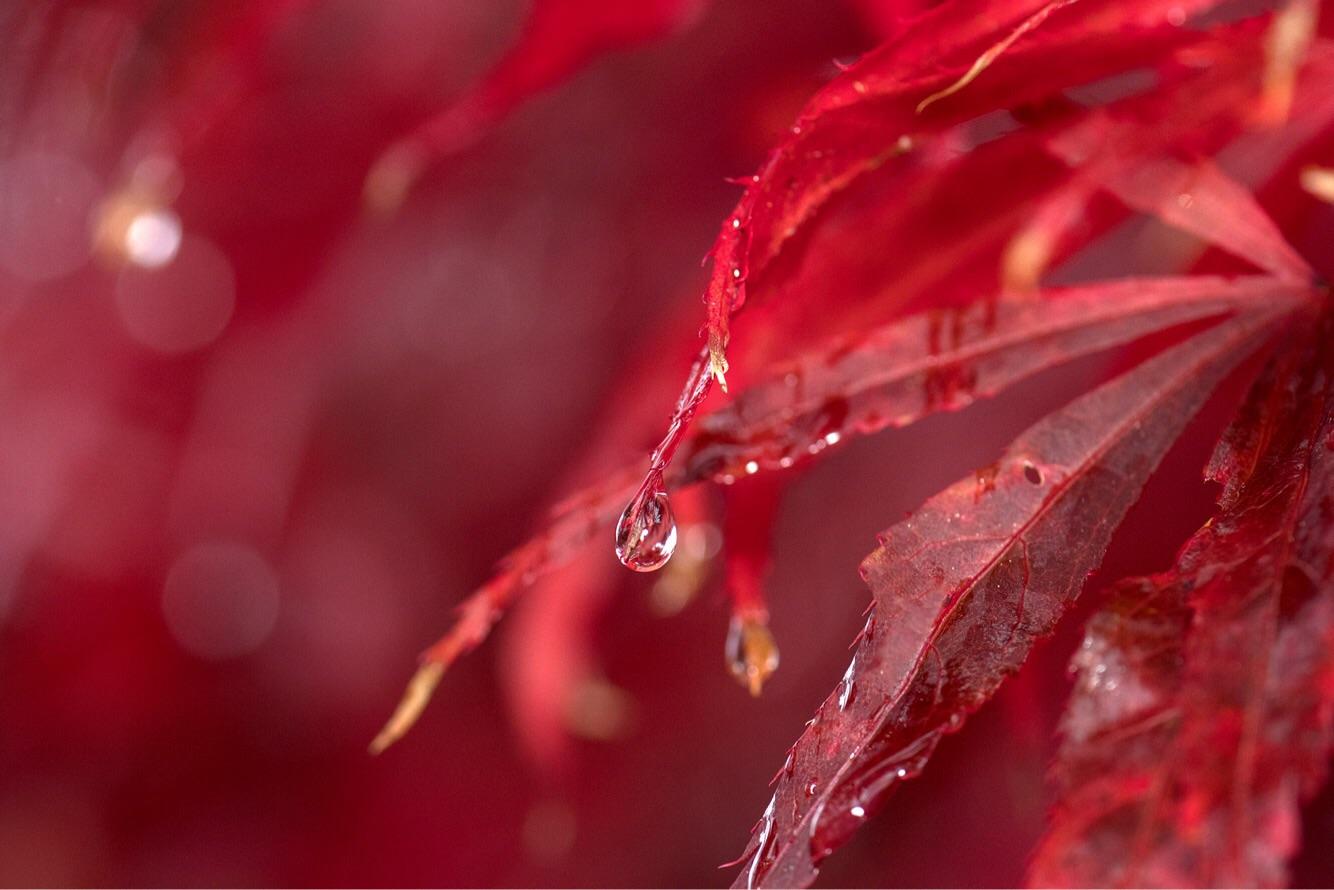 Rain drops and fall colors. | Scrolller