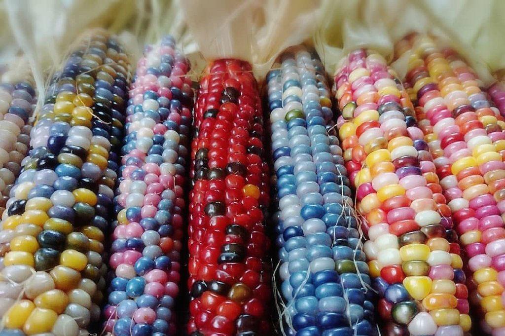 Rainbow corn | Scrolller