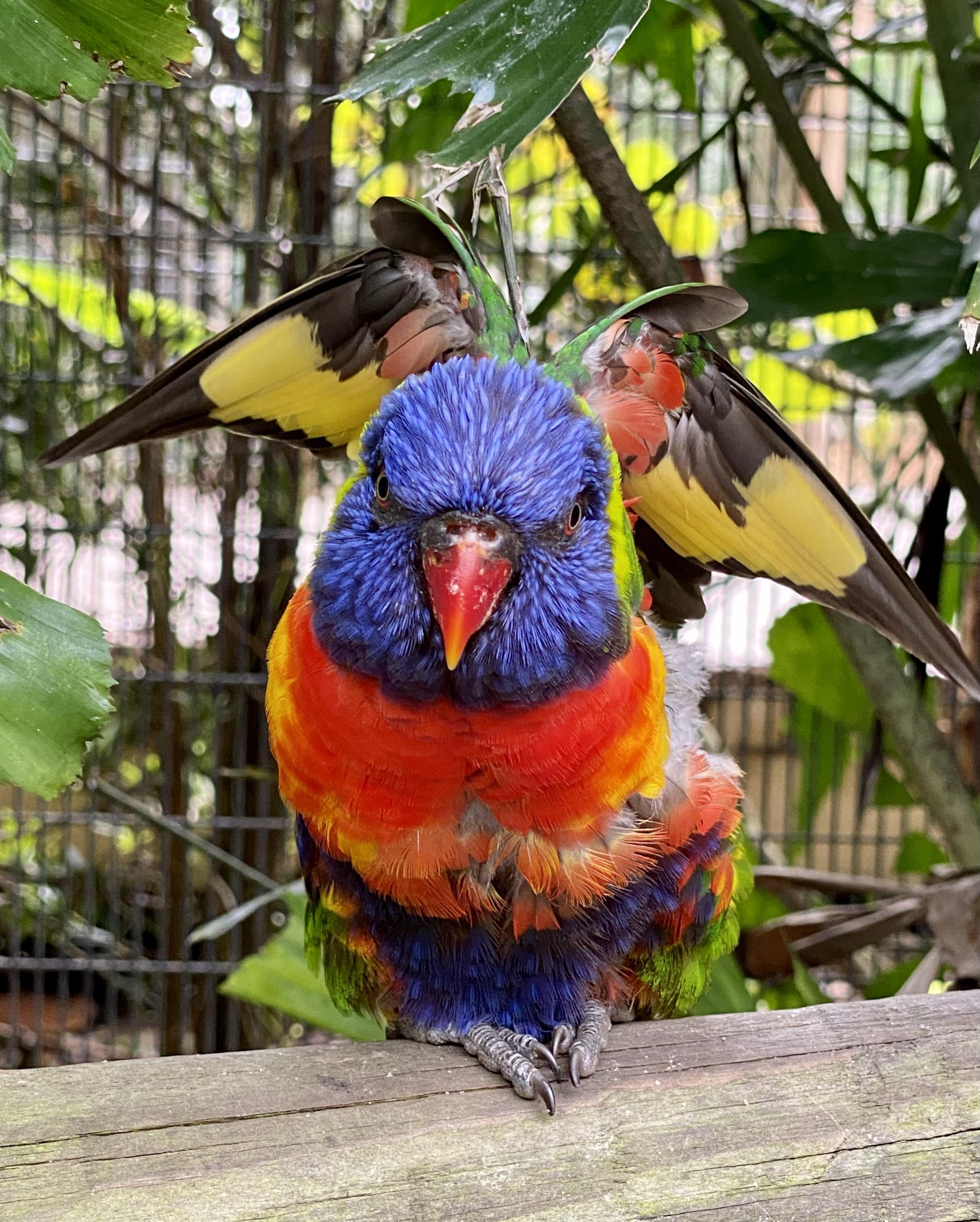 Rainbow Lorikeet showing off his wings | Scrolller