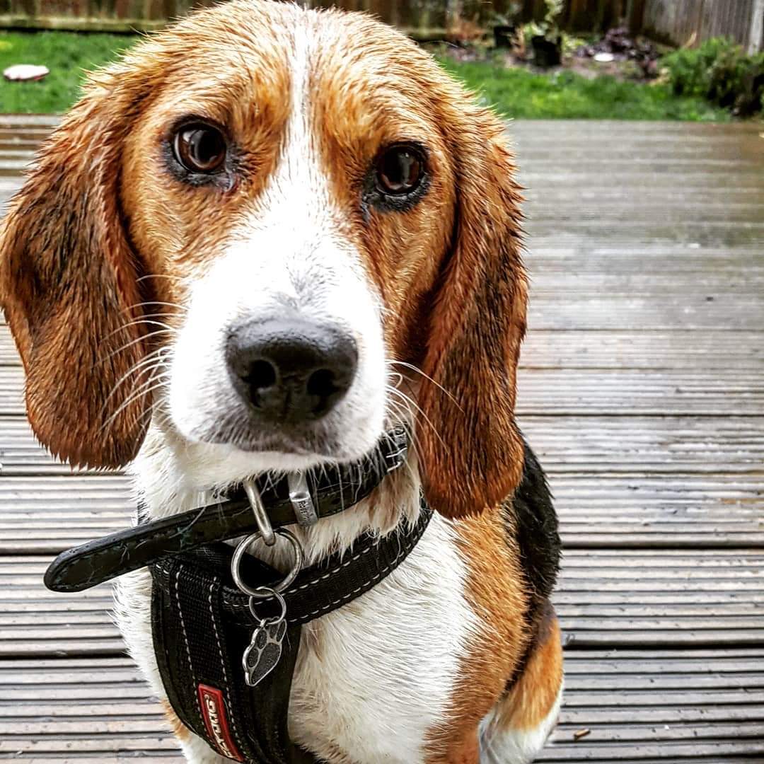 Rainy day beagle | Scrolller