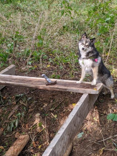 Ralph helping his hooman build a bridge! | Scrolller