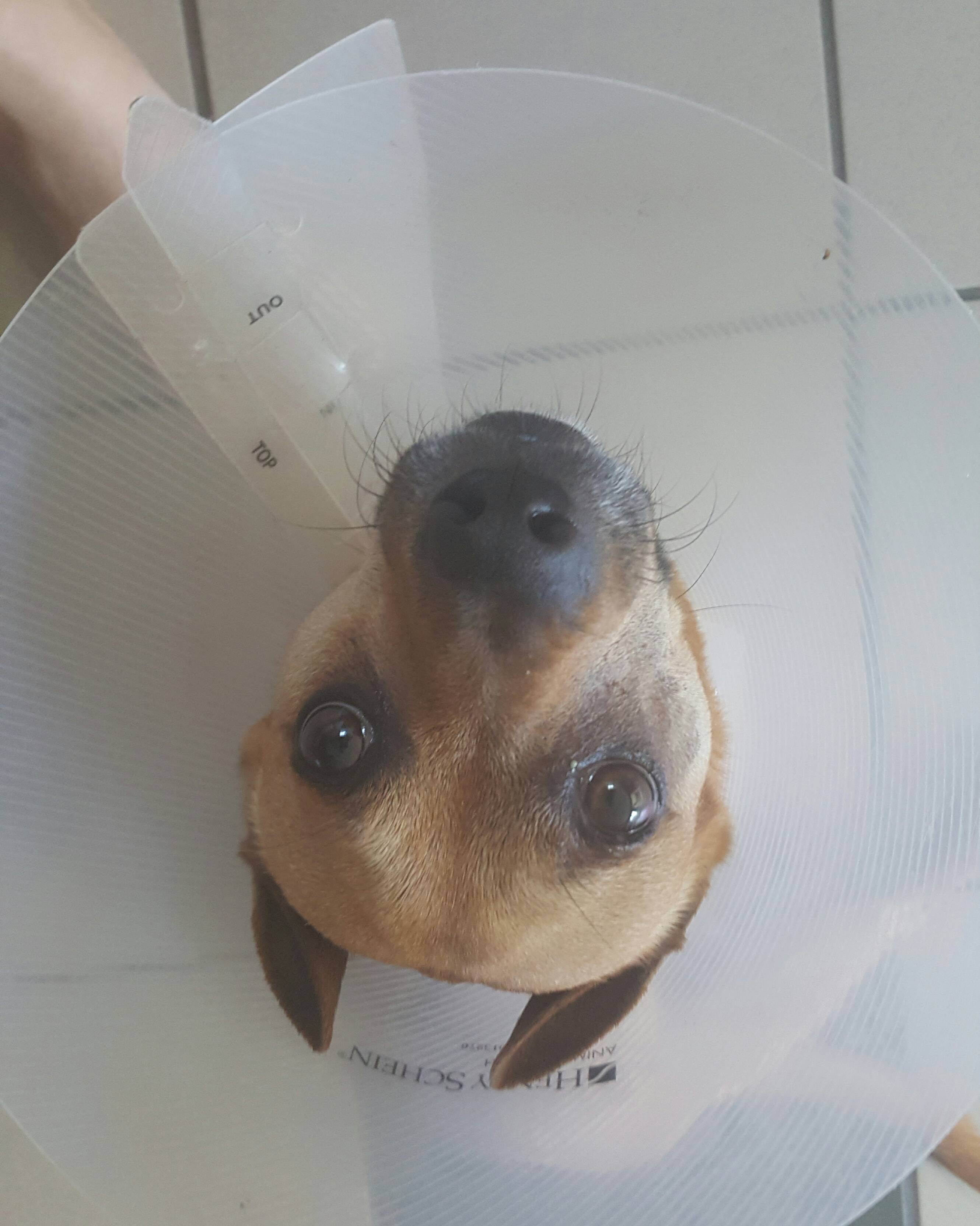 Rama and the Cone of Shame (xpost /r/Unorthodog) | Scrolller