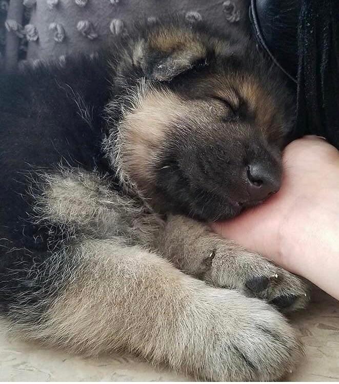 Rambo ️ | Scrolller