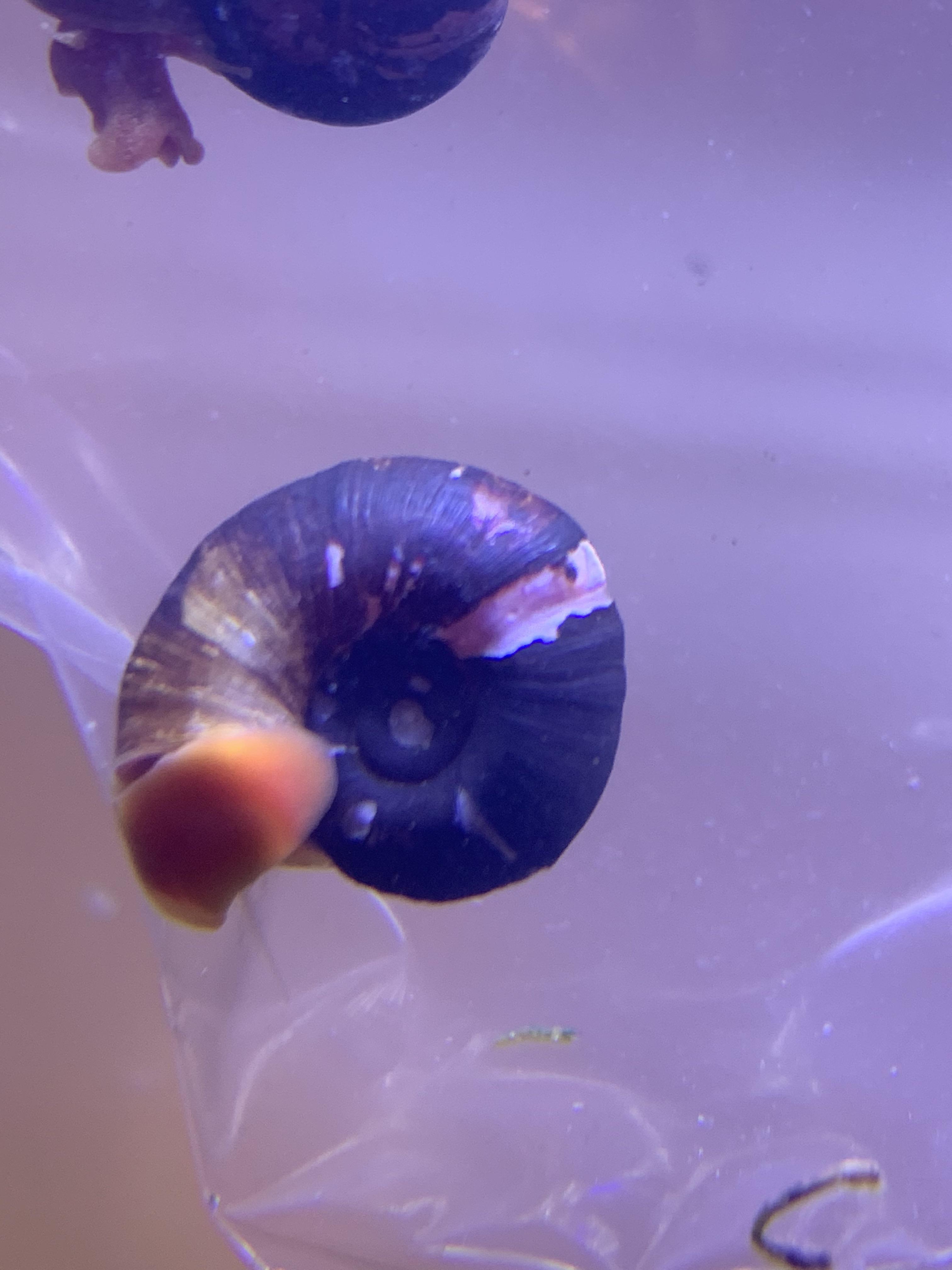 Ramshorn shell damage? Disease? | Scrolller