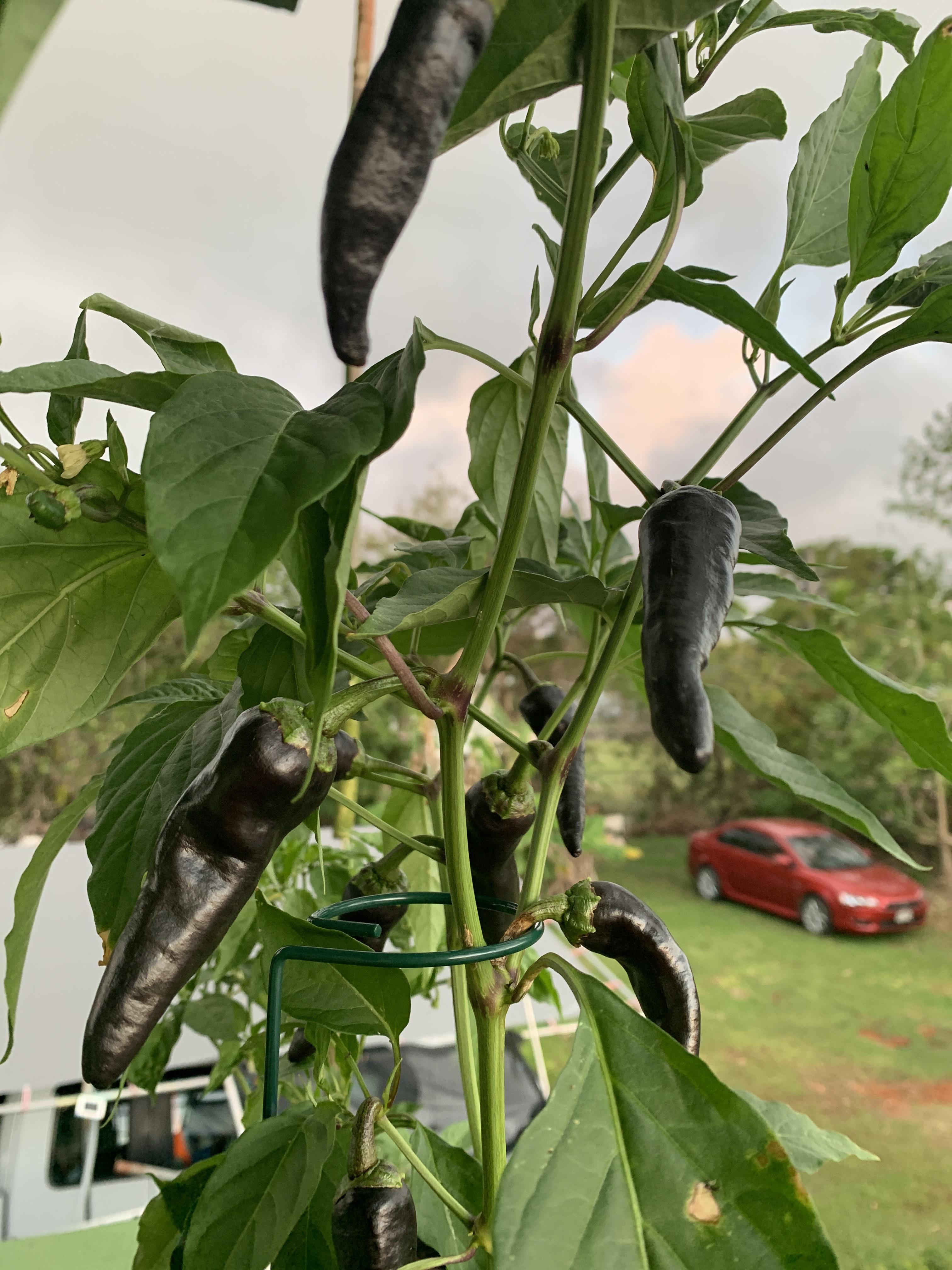 Random peppers | Scrolller