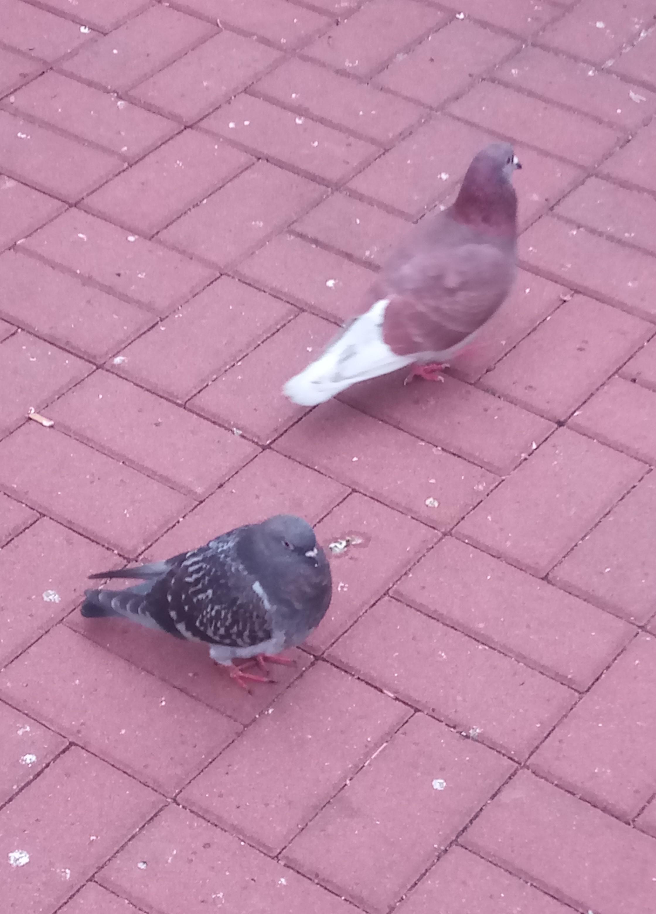Random pigeon. | Scrolller