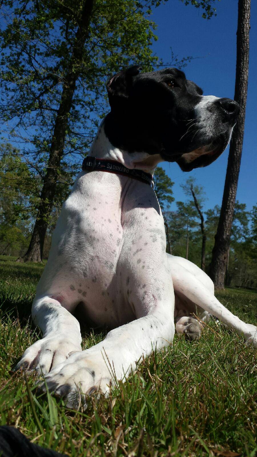 Randy looking regal at the park | Scrolller