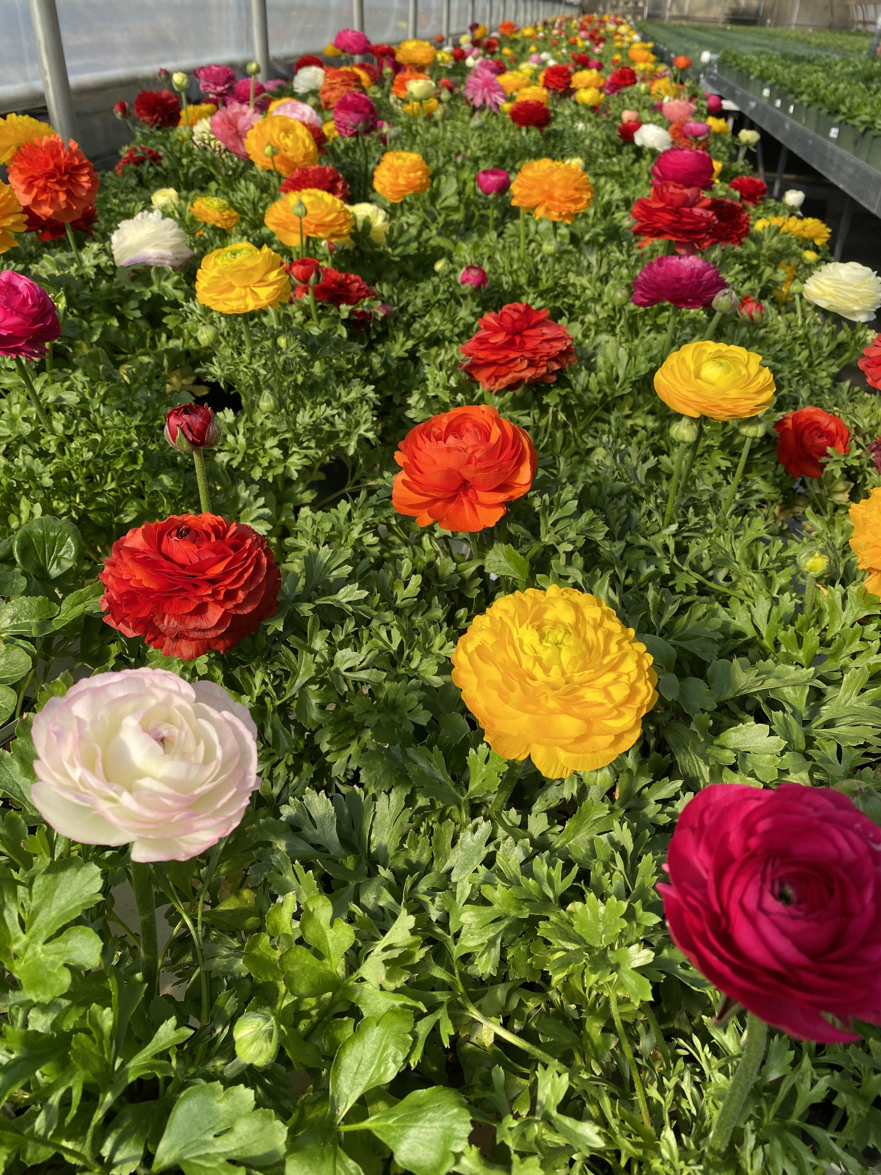 Ranunculus in my greenhouse. | Scrolller