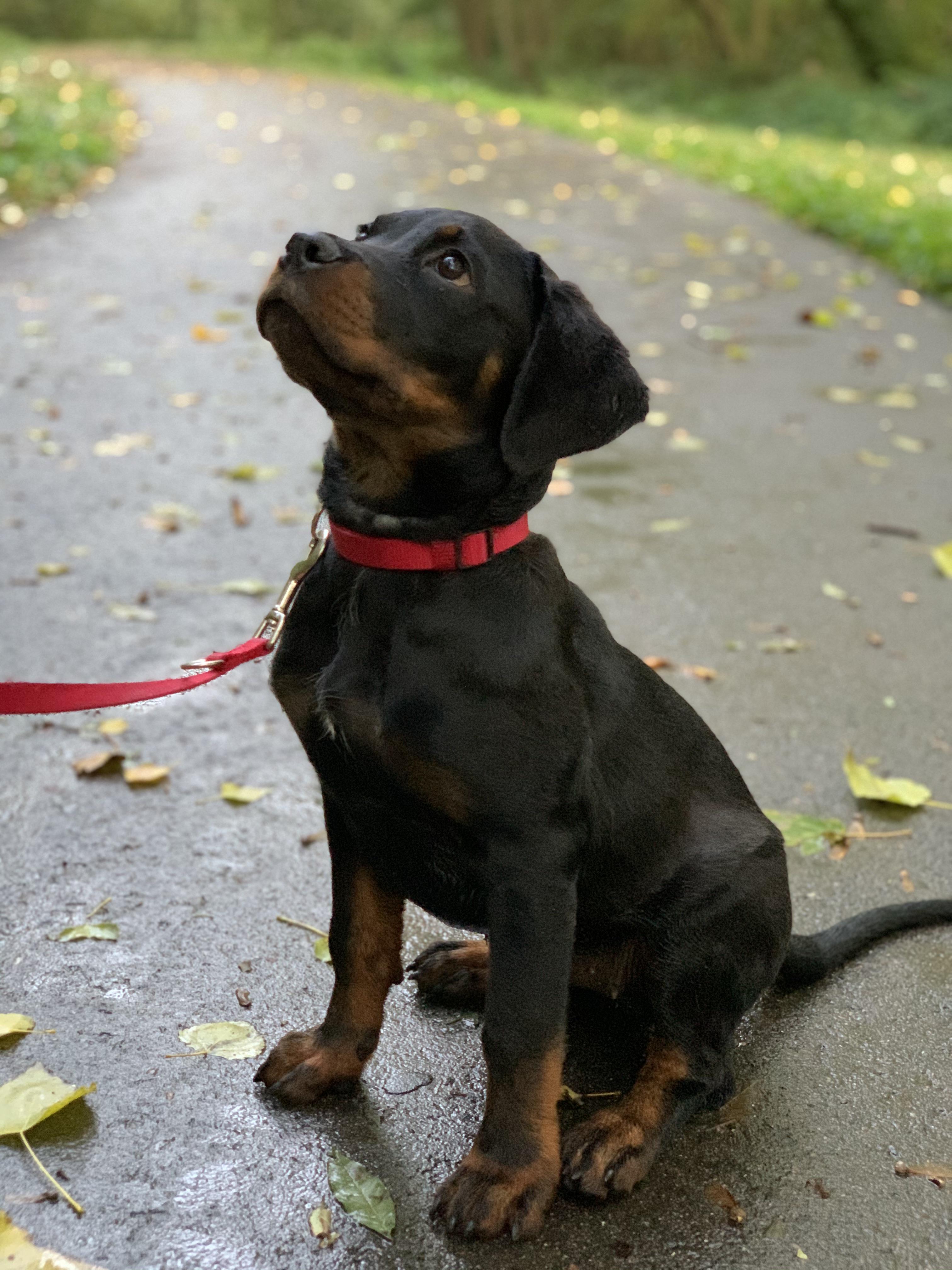 Rare photo of Zelda sitting still and not chasing leaves | Scrolller