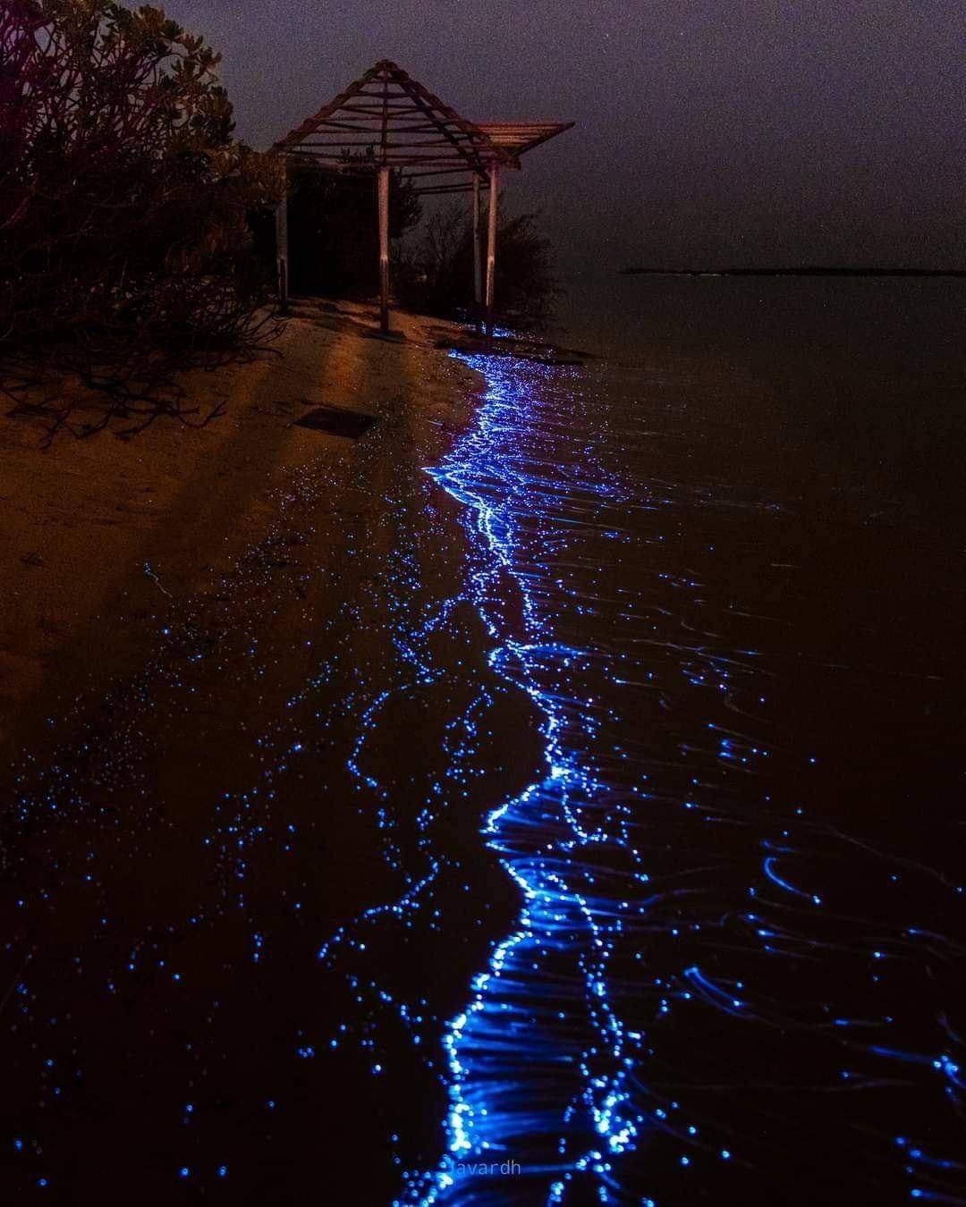 🔥 Rare sighting of Planktons at Funadhoo, Maldives | Scrolller
