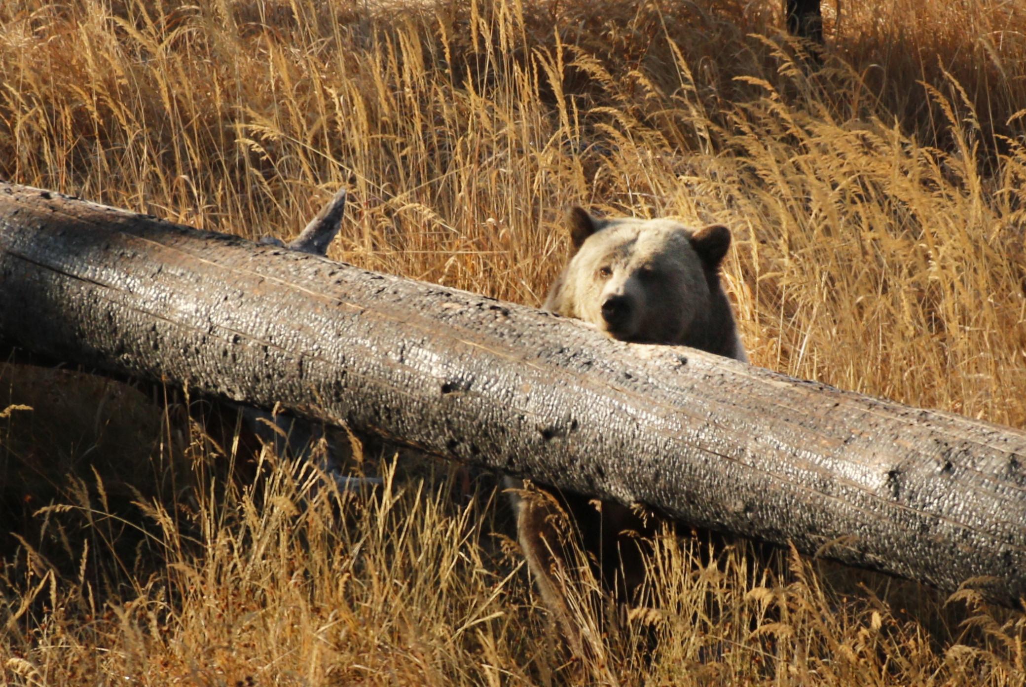 Raspberry the Grizzly Bear. | Scrolller