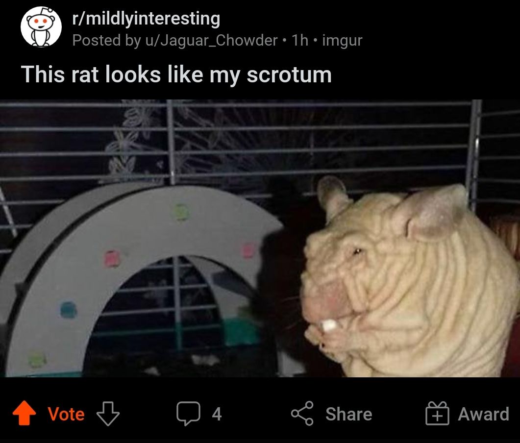 rat | Scrolller