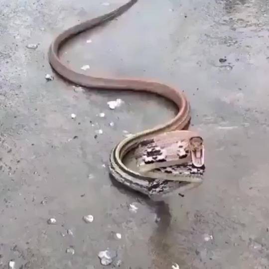 Rat snake in ultra defense mode | Scrolller