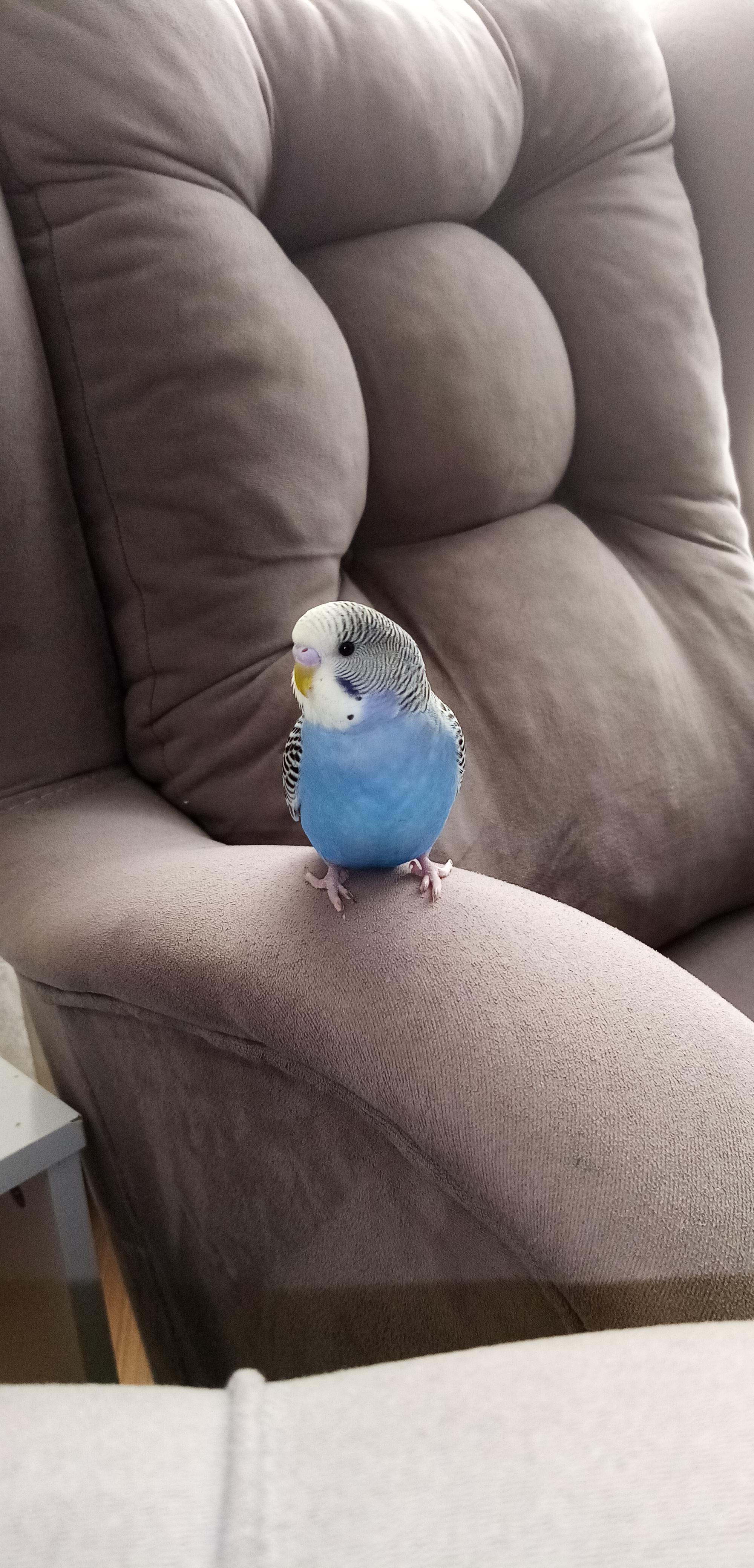 Rate my birb | Scrolller