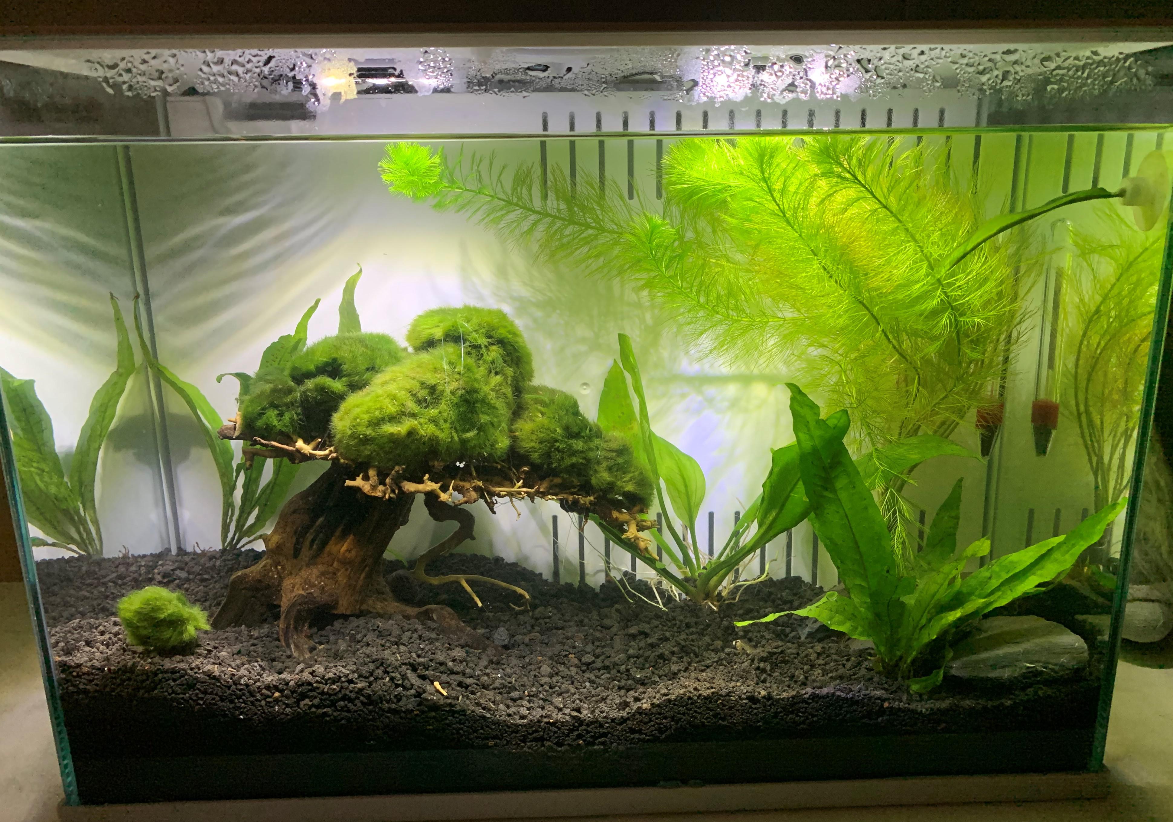 Rate my first betta tank | Scrolller