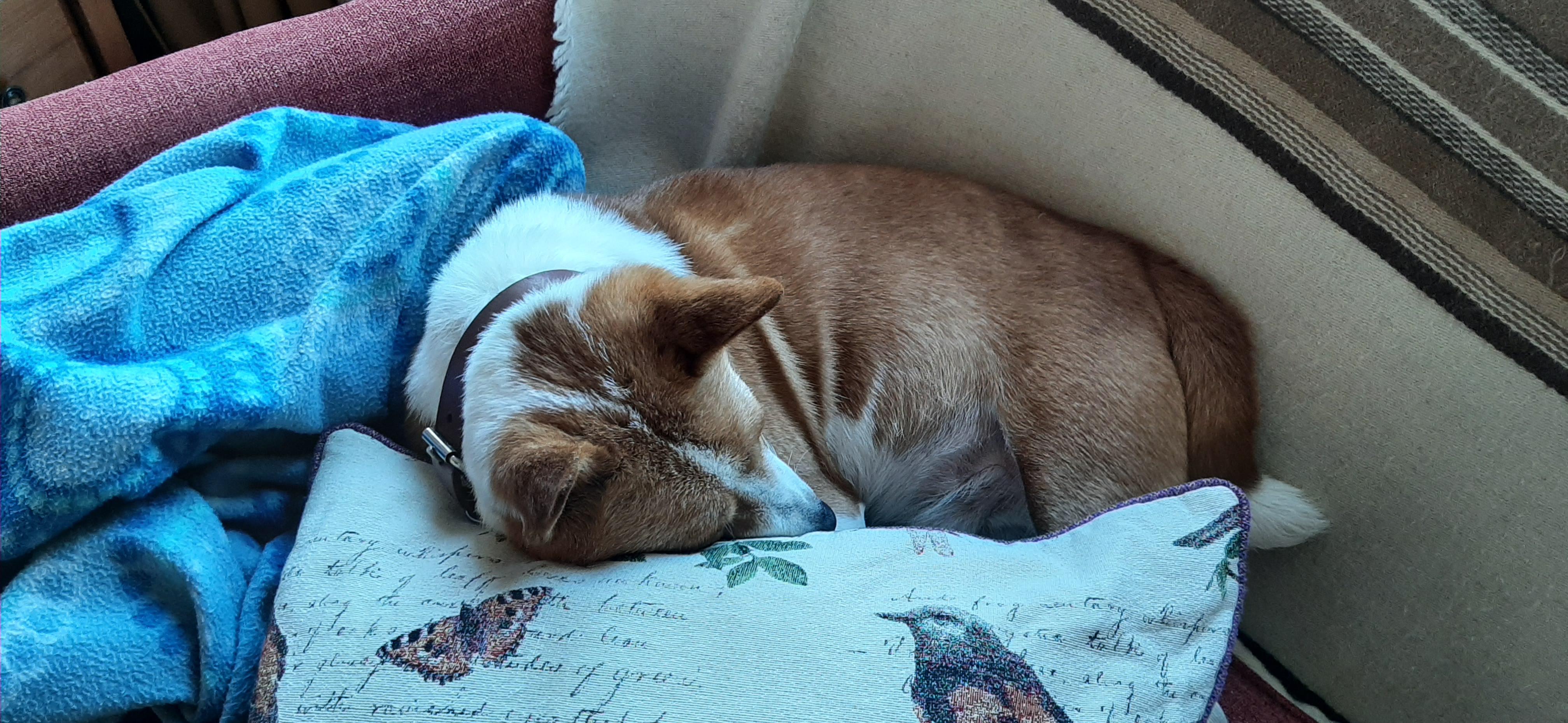 Rayo, the chilean basenji | Scrolller