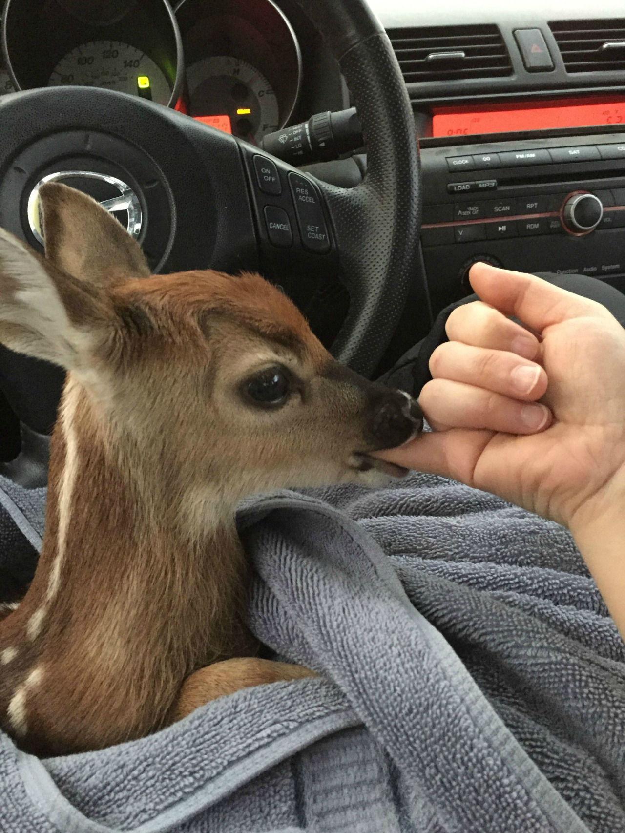 Real Life Bambi Scrolller