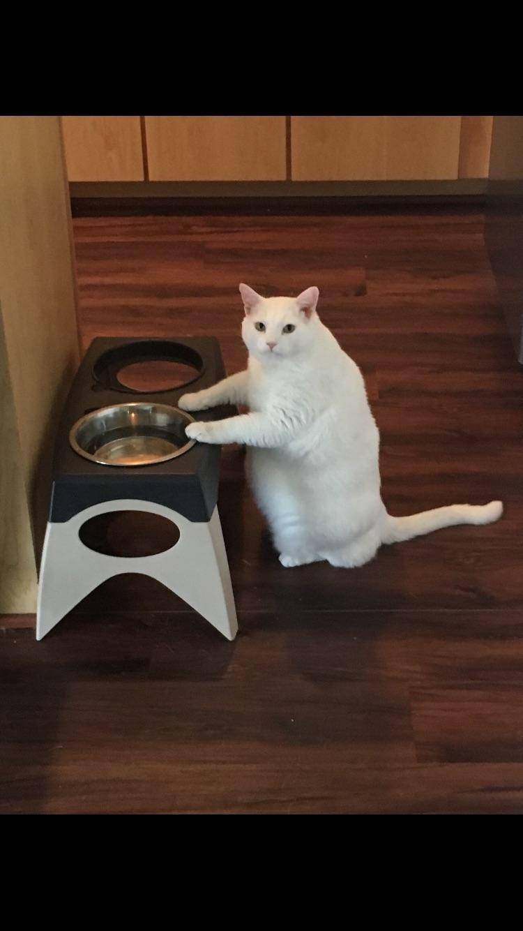 Real life Bongocat | Scrolller