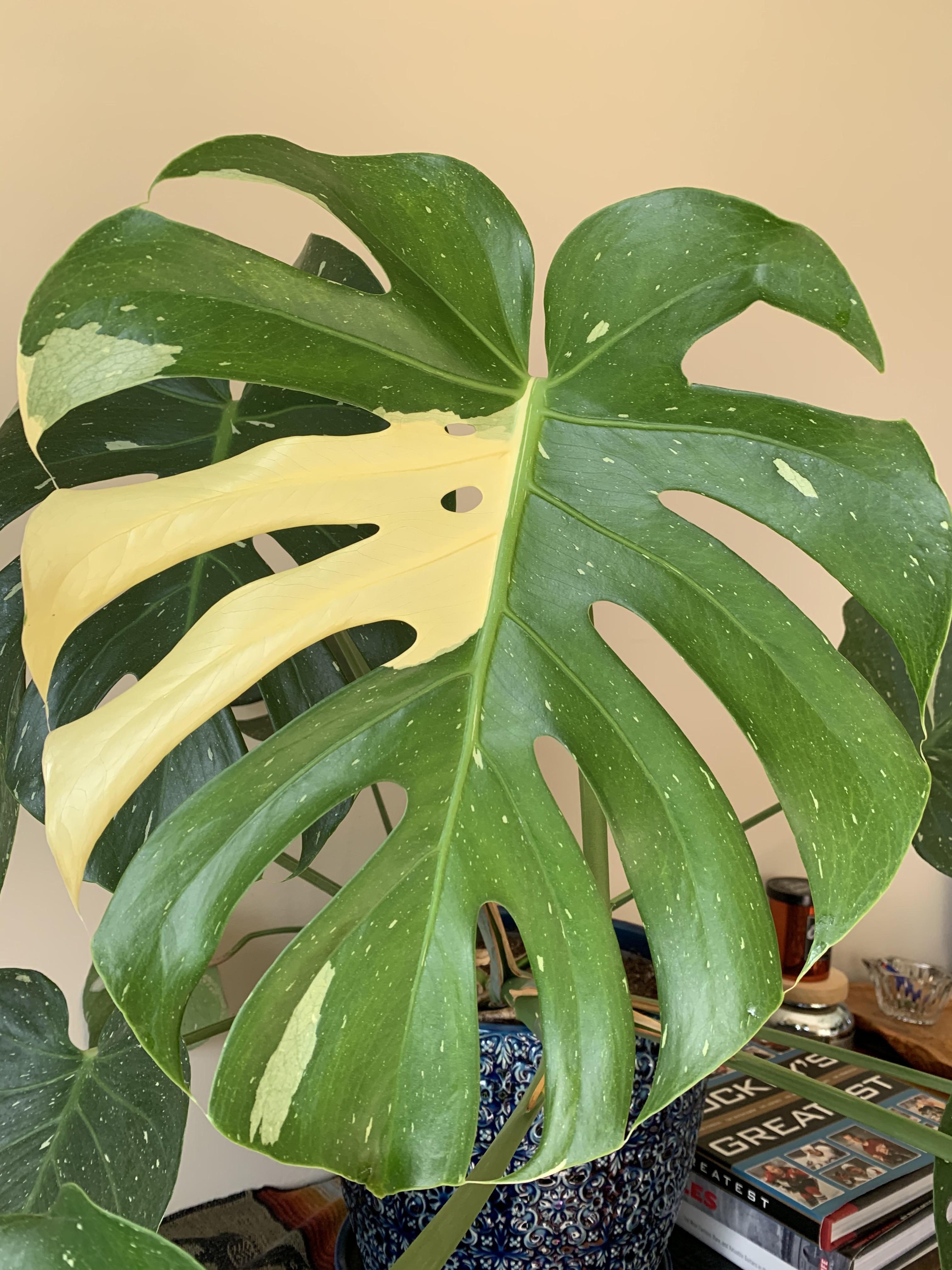 Really satisfying new leaf. | Scrolller