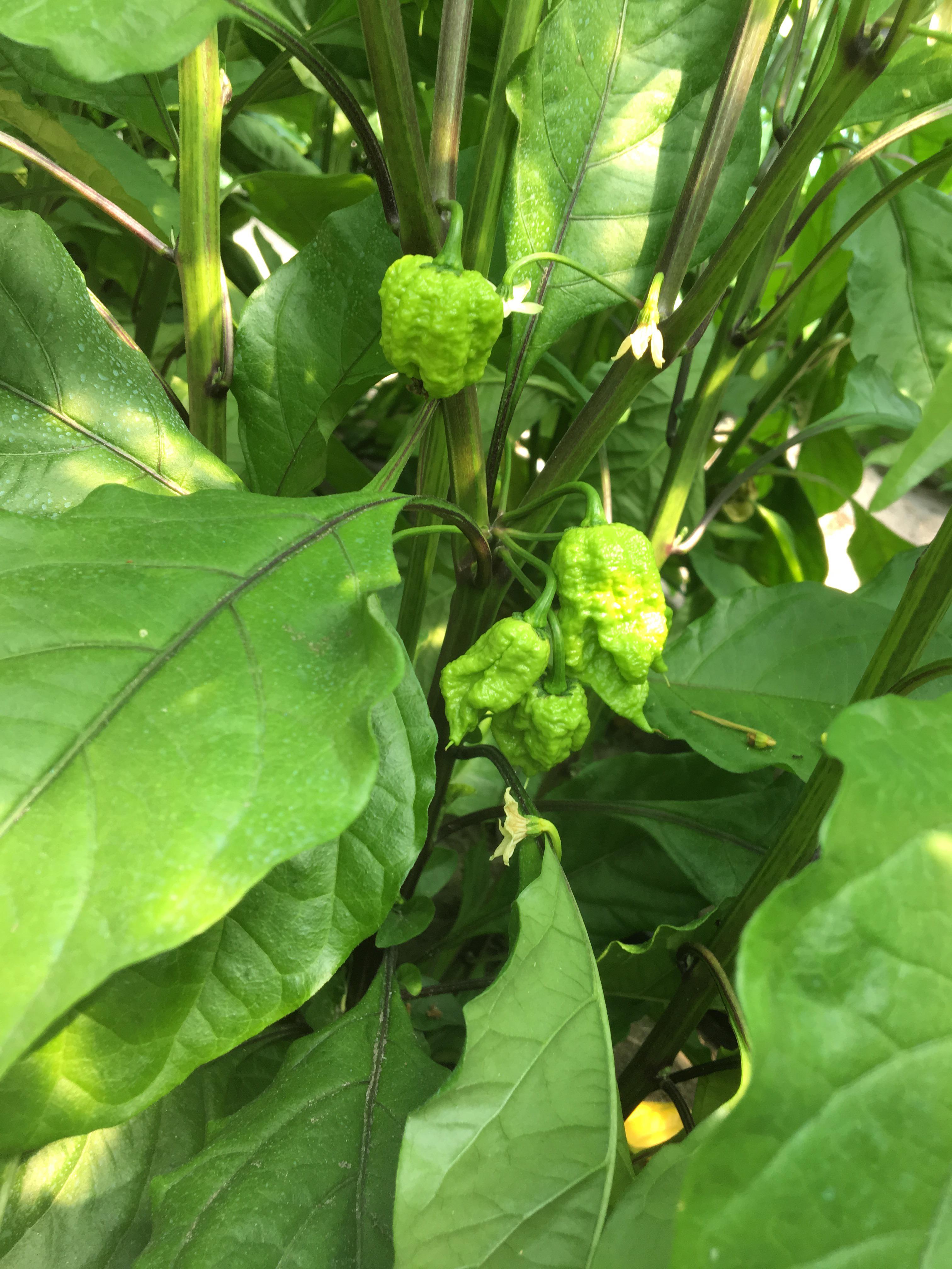 Reapers are so angry🔥 | Scrolller