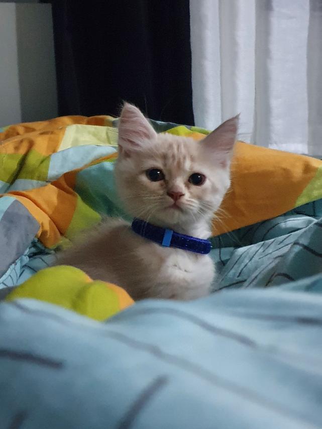 Recently adopted this handsome boi. Say hi to Sven! | Scrolller