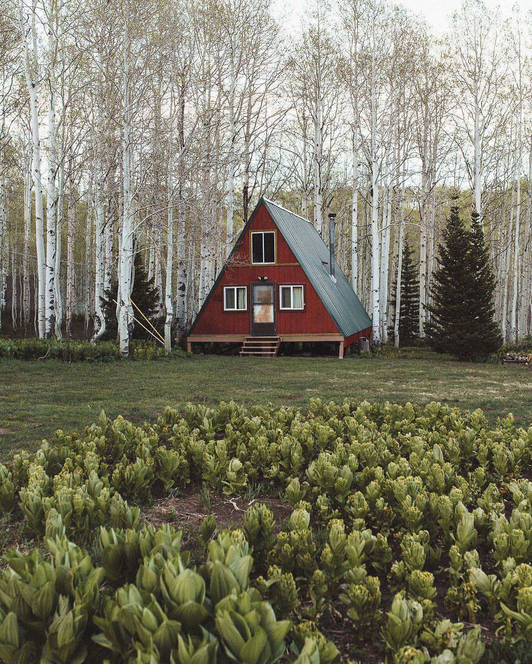 Red A-frame among birch trees | Scrolller
