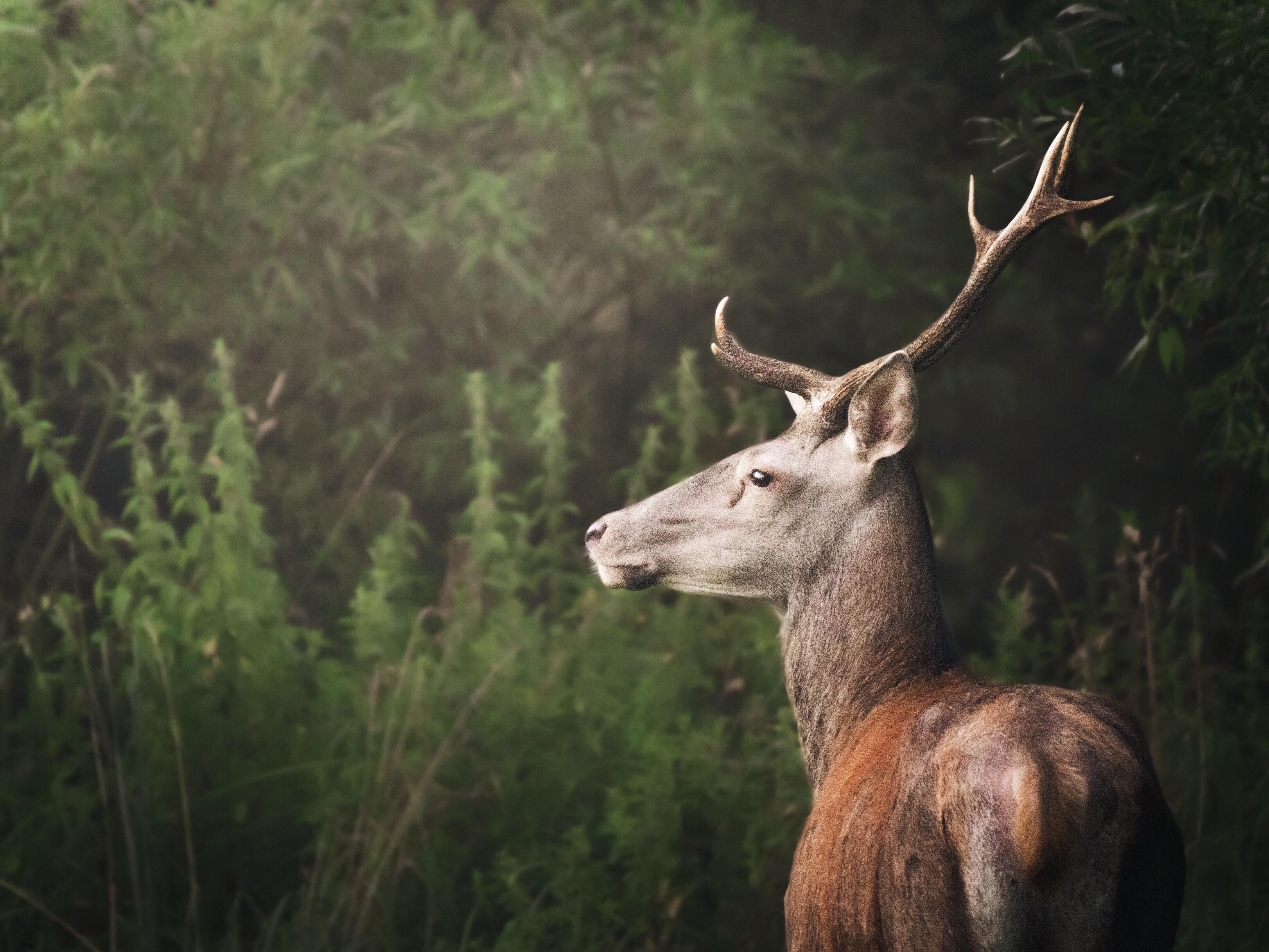 Red deer. Nikon D500 and Nikkor 200-500mm. 1/160, f/.5.6, ISO 2500 | Scrolller