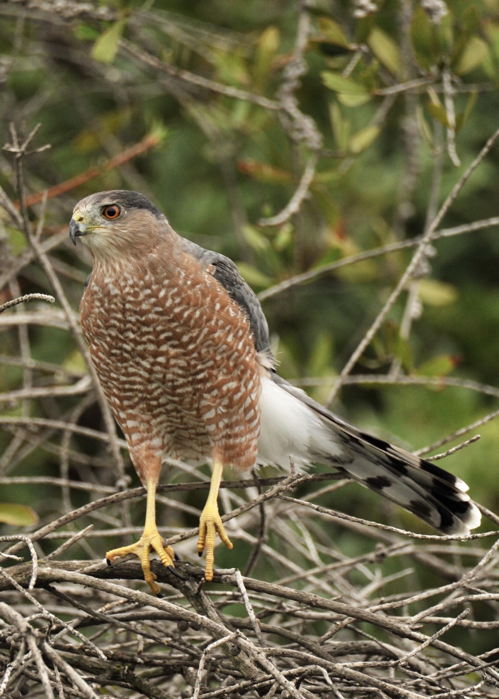Red eyed Cooper Hawk | Scrolller