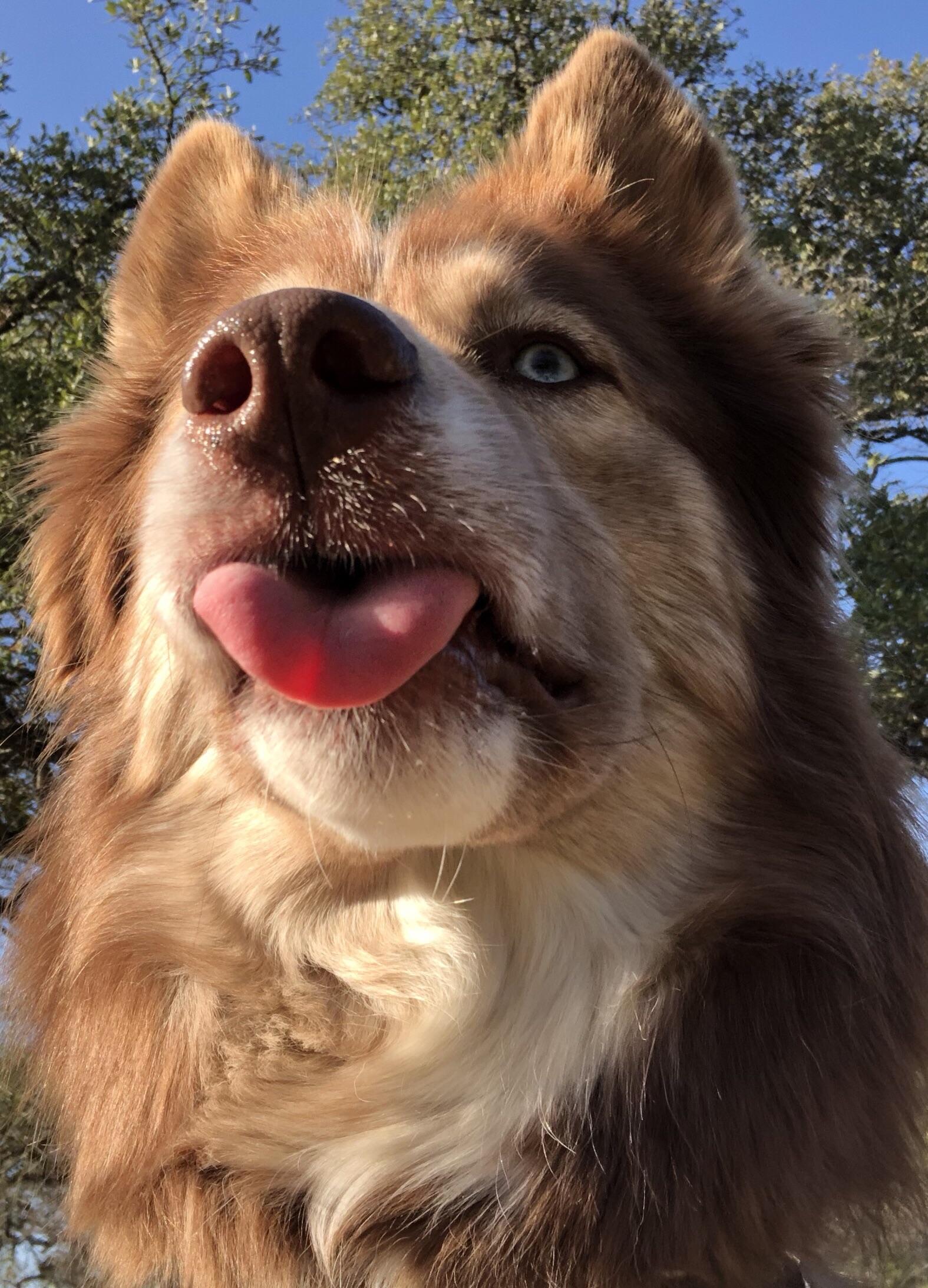 Red Husky Girl, Aya Sophia | Scrolller