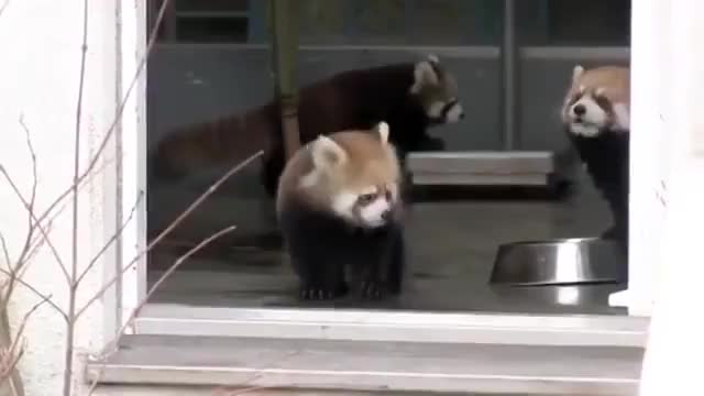 Red Panda gets caught by surprised | Scrolller