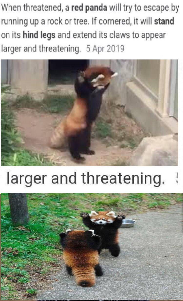 Red pandas are truly scary | Scrolller