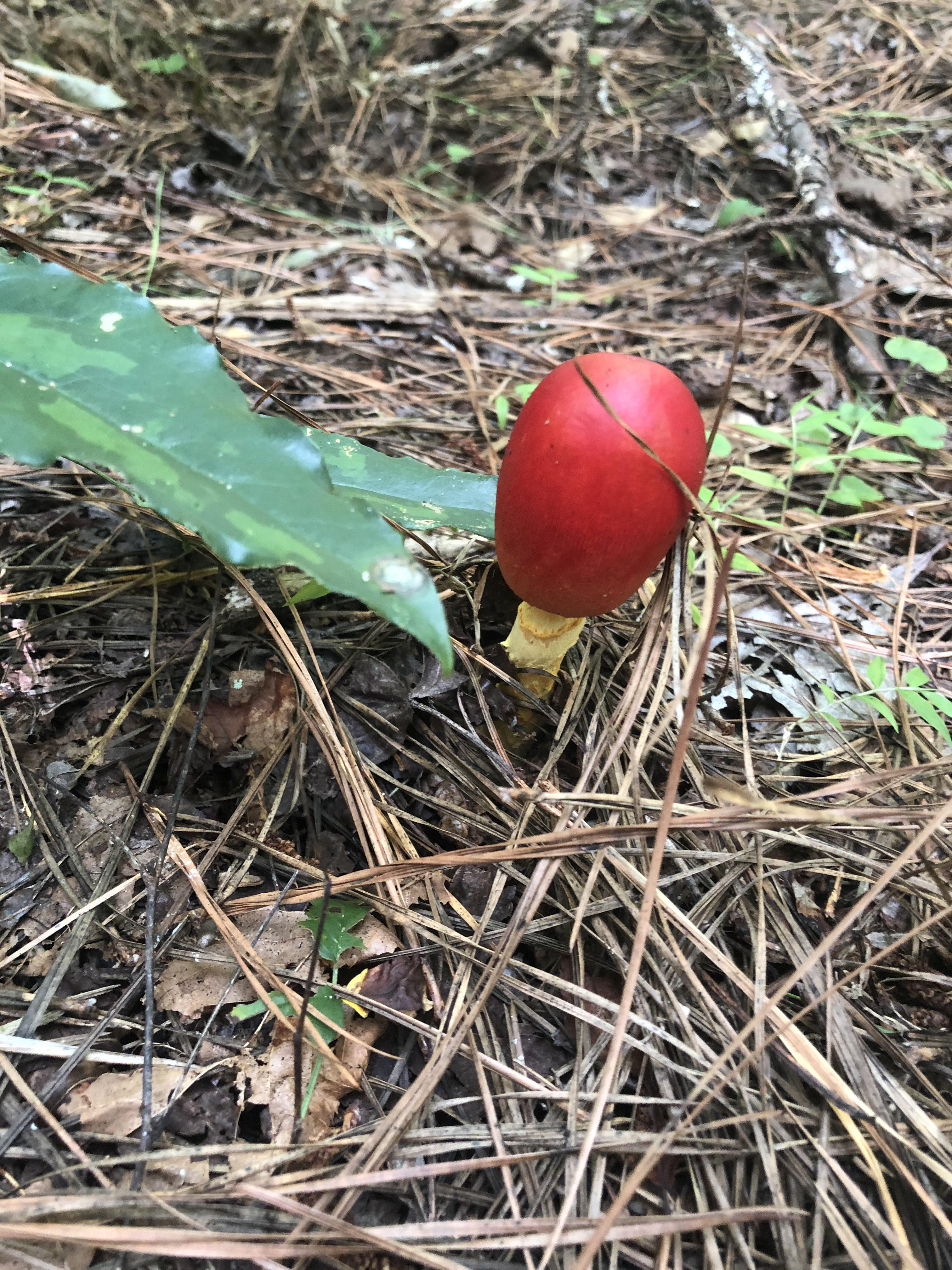 Red shroom | Scrolller