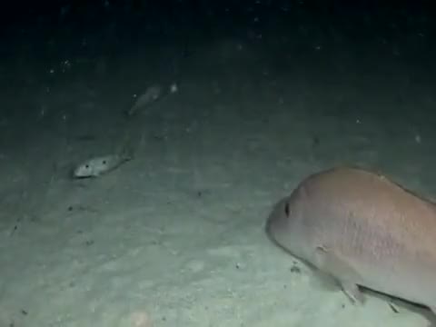 Red Snapper hunting Goatfish | Scrolller